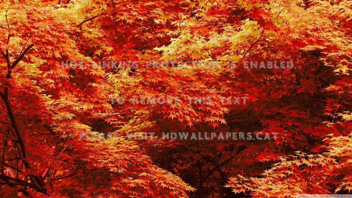 Japanese Maple Leaves Wallpapers - Top Free Japanese Maple Leaves ...