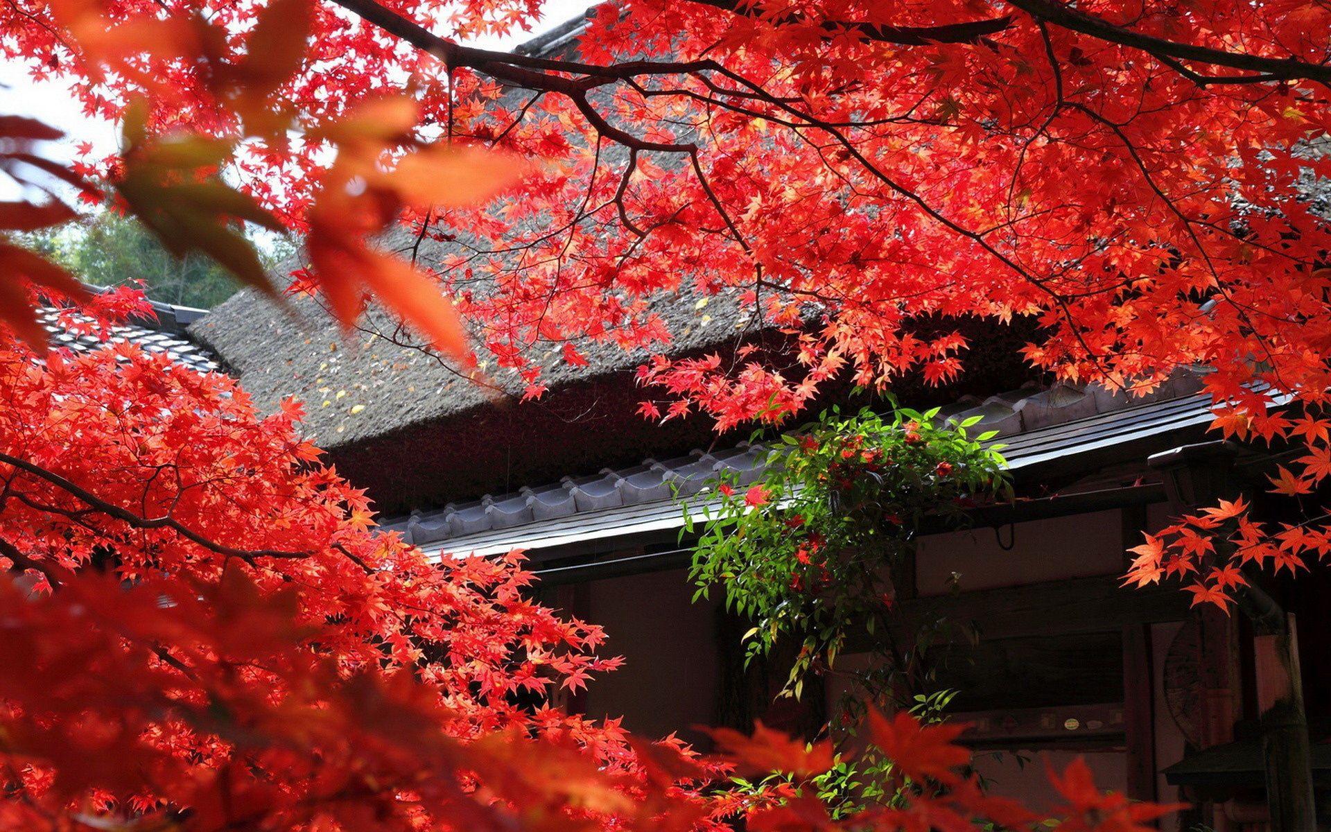 Japanese Autumn Wallpapers - Top Free Japanese Autumn Backgrounds ...