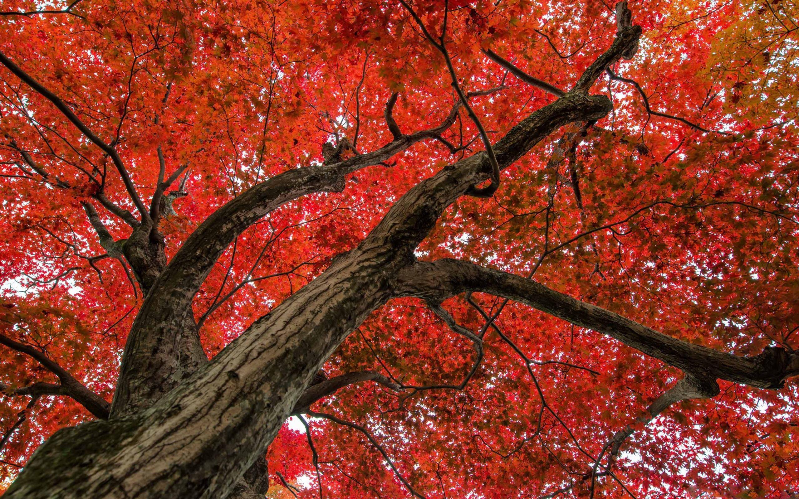 Japanese Maple Wallpapers - Top Free Japanese Maple Backgrounds ...