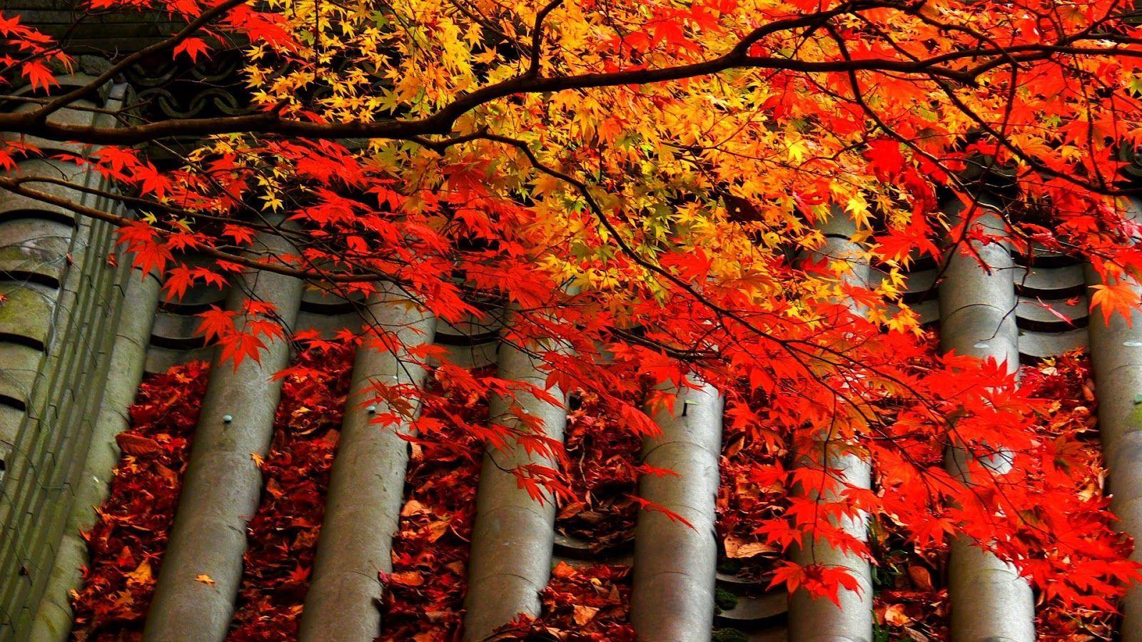 Japanese Autumn Wallpapers - Top Free Japanese Autumn Backgrounds ...