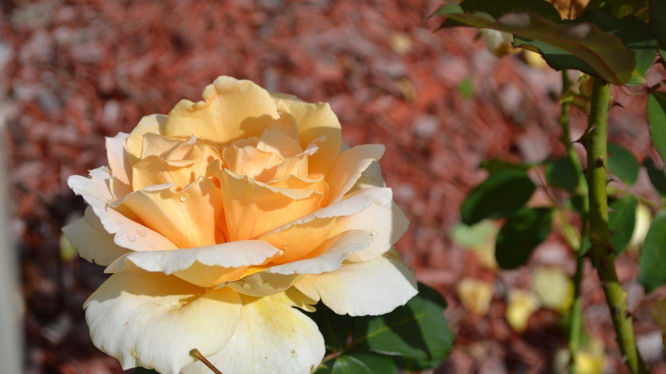 Japanese Roses Wallpapers - Top Free Japanese Roses Backgrounds ...