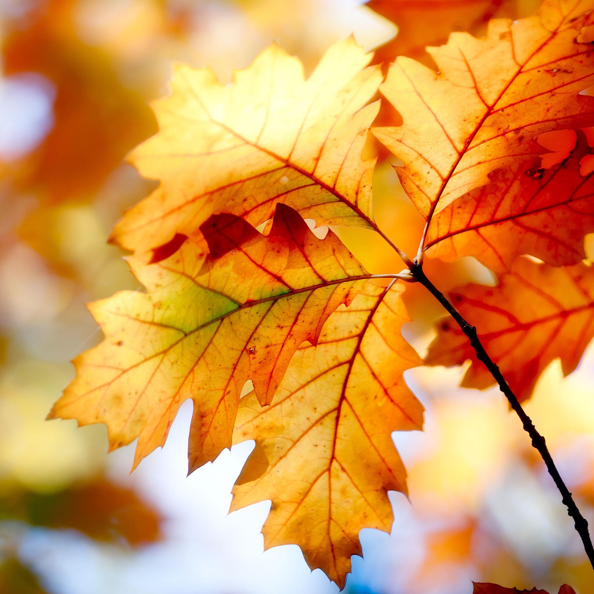Simple Autumn Wallpapers - Top Free Simple Autumn Backgrounds ...