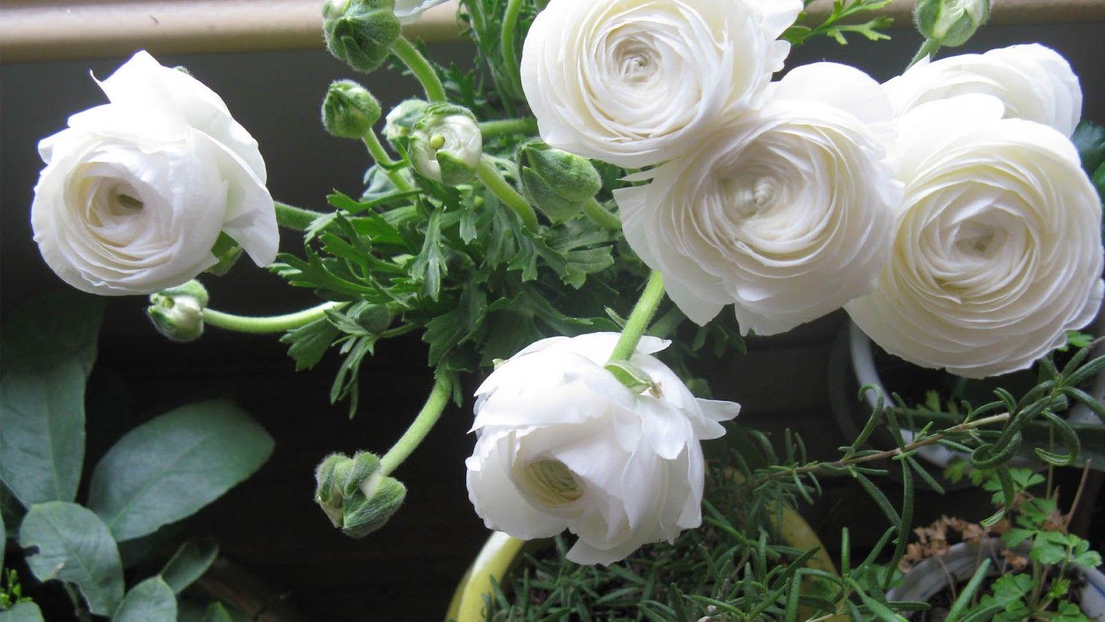 Japanese Roses Wallpapers - Top Free Japanese Roses Backgrounds ...