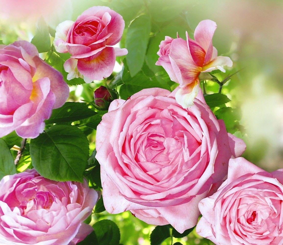 Japanese Roses Wallpapers - Top Free Japanese Roses Backgrounds ...