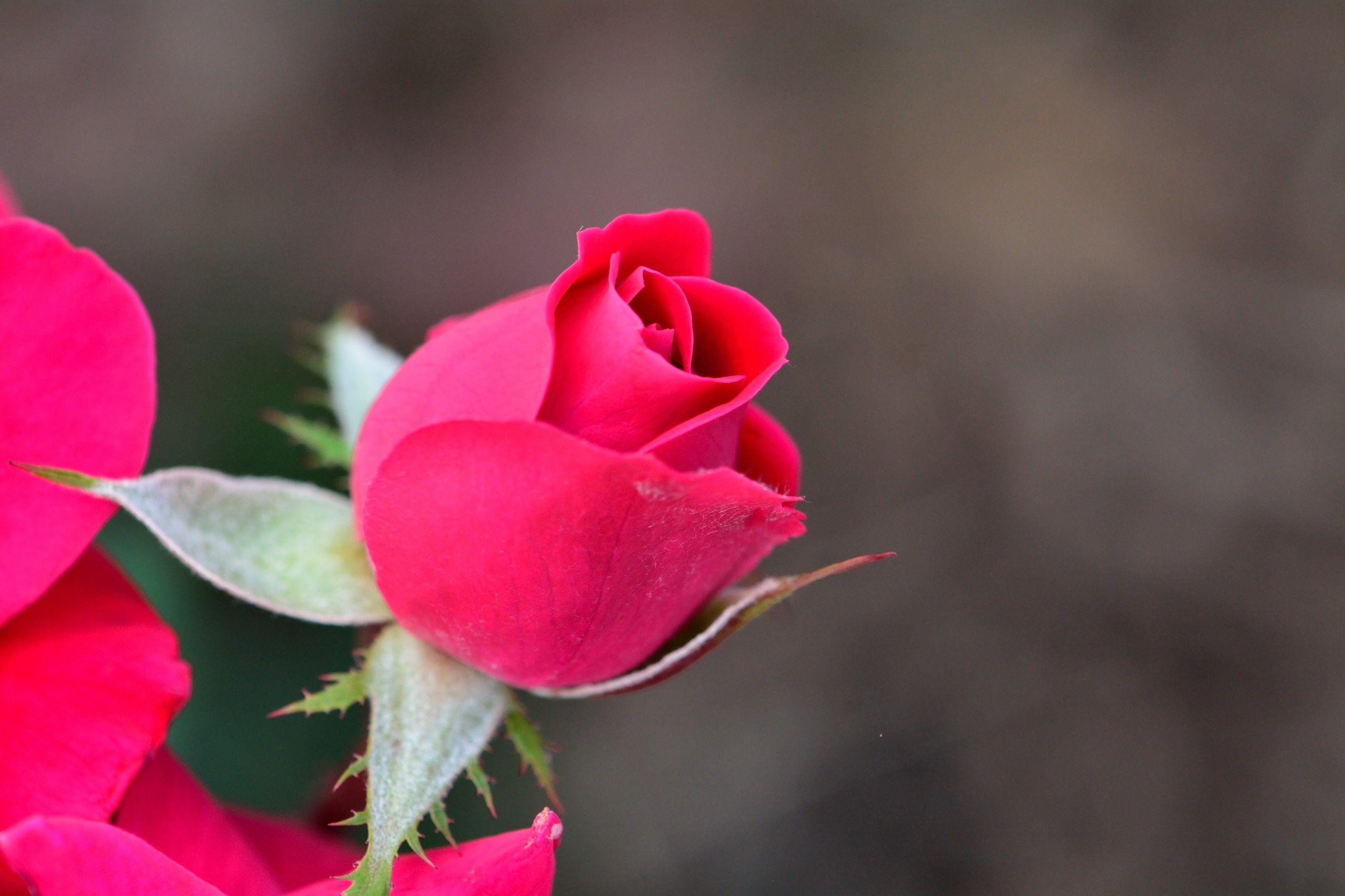 Japanese Roses Wallpapers - Top Free Japanese Roses Backgrounds ...