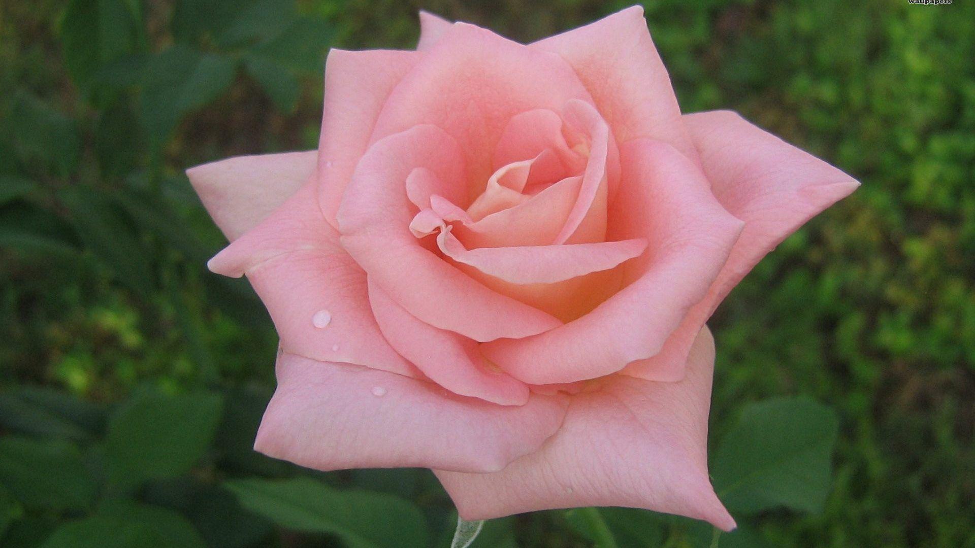 Japanese Roses Wallpapers - Top Free Japanese Roses Backgrounds ...