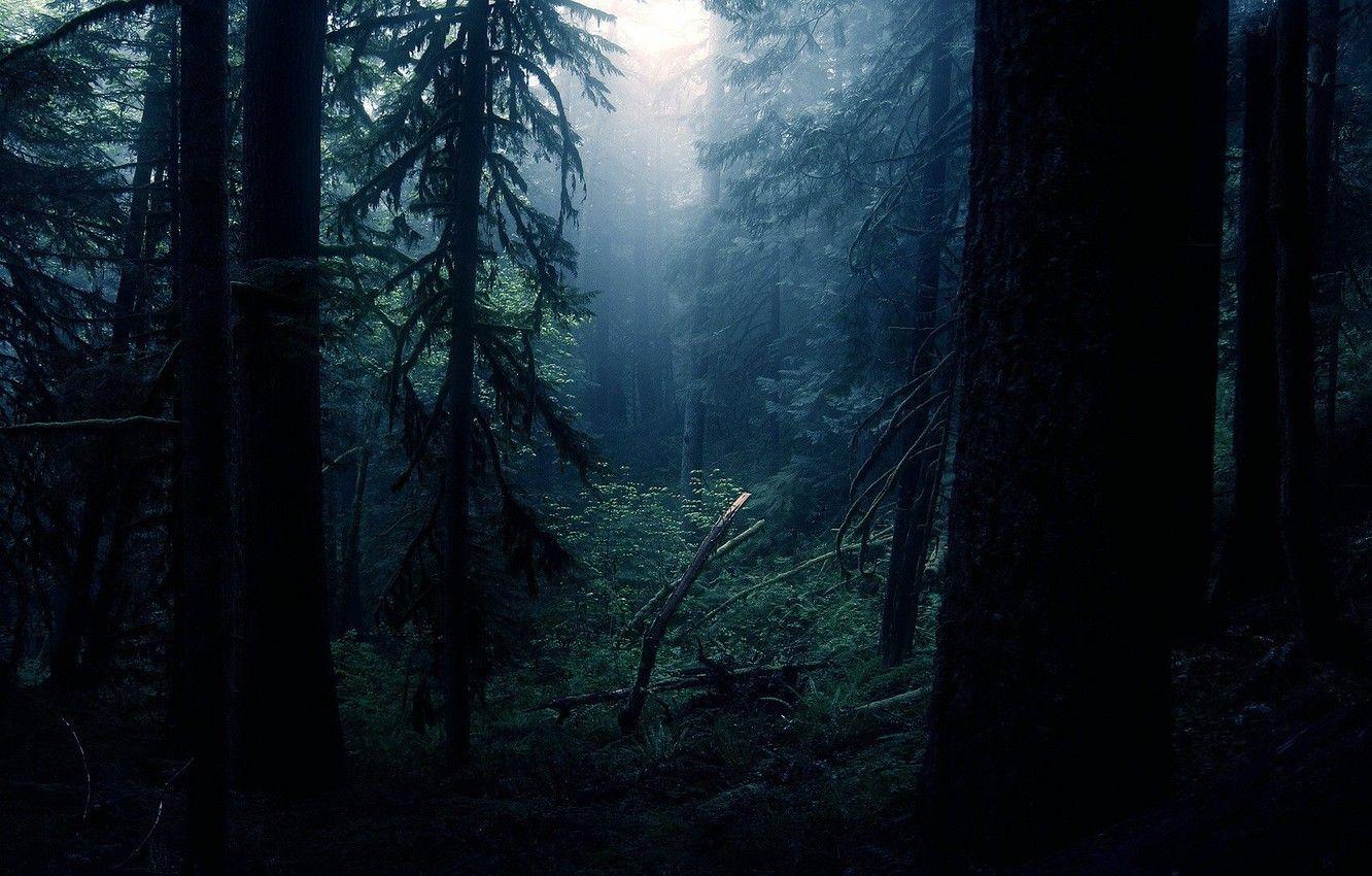 Beautiful Dark Forest Wallpapers - Top Free Beautiful Dark Forest ...