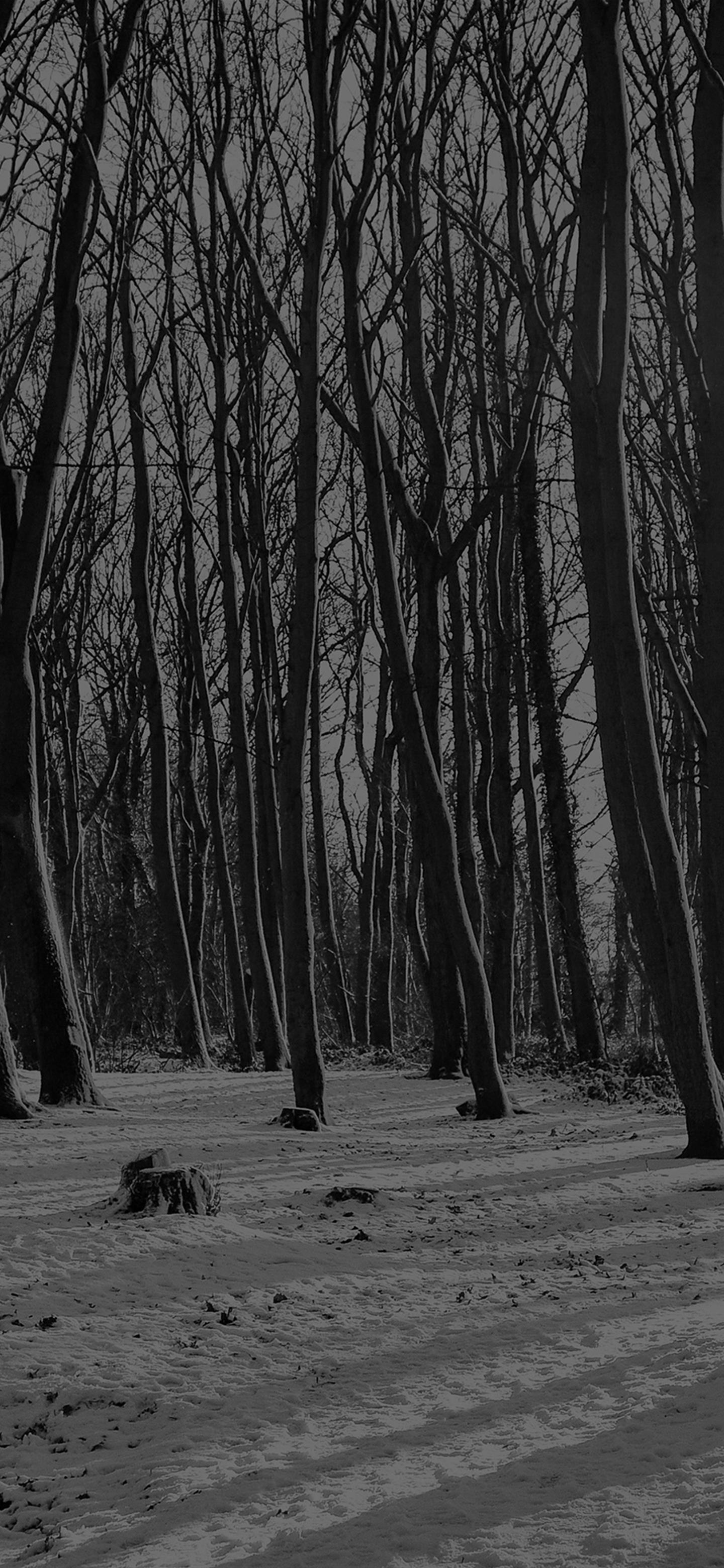 Dark Forest Phone Wallpapers Top Free Dark Forest Phone Backgrounds