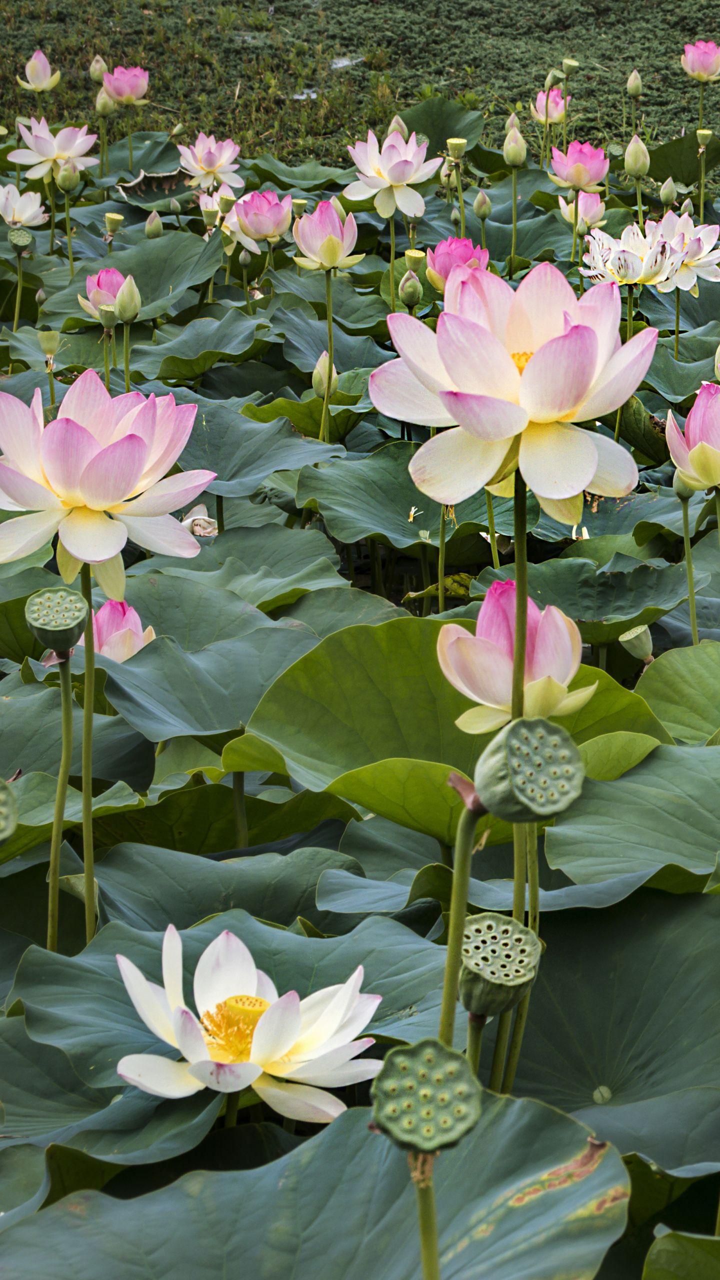 HD Lotus Wallpapers - Top Free HD Lotus Backgrounds - WallpaperAccess