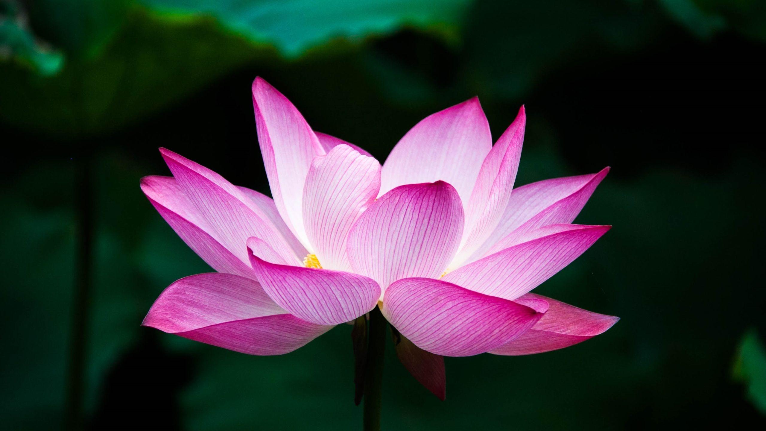 Lotus Flower HD Wallpapers - Top Free Lotus Flower HD Backgrounds ...