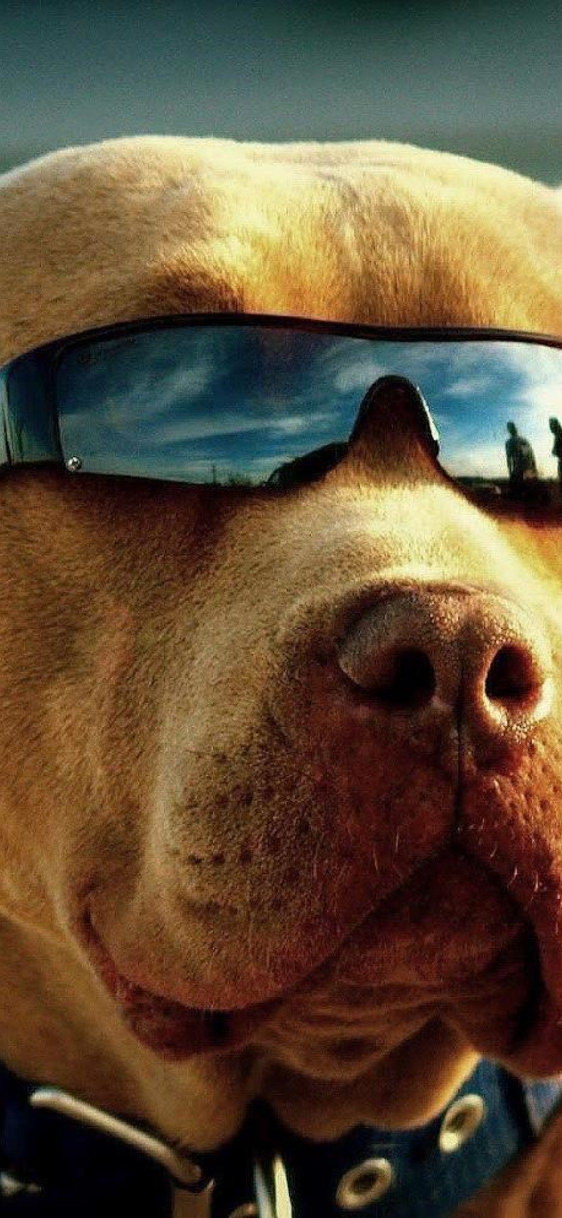 Animal Swag iPhone Wallpapers - Top Free Animal Swag iPhone Backgrounds ...