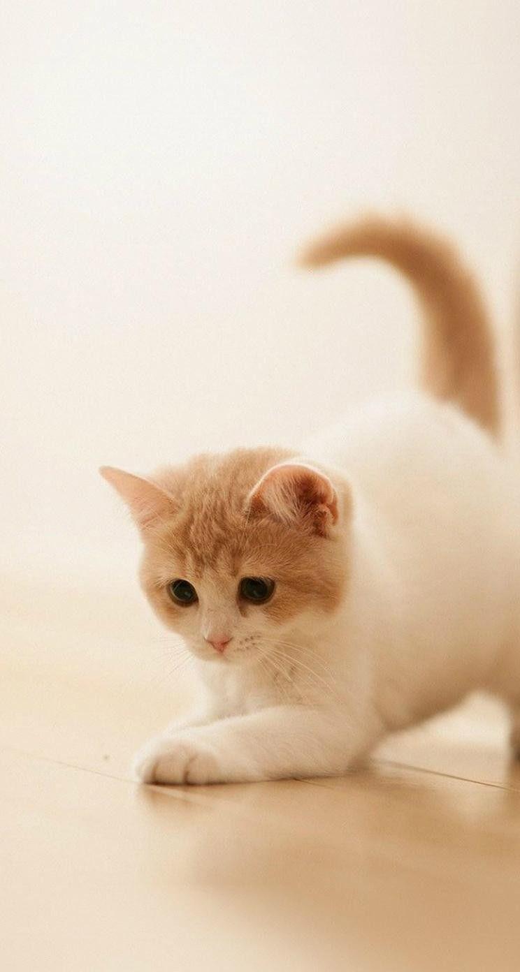 Animal Swag iPhone Wallpapers - Top Free Animal Swag iPhone Backgrounds ...