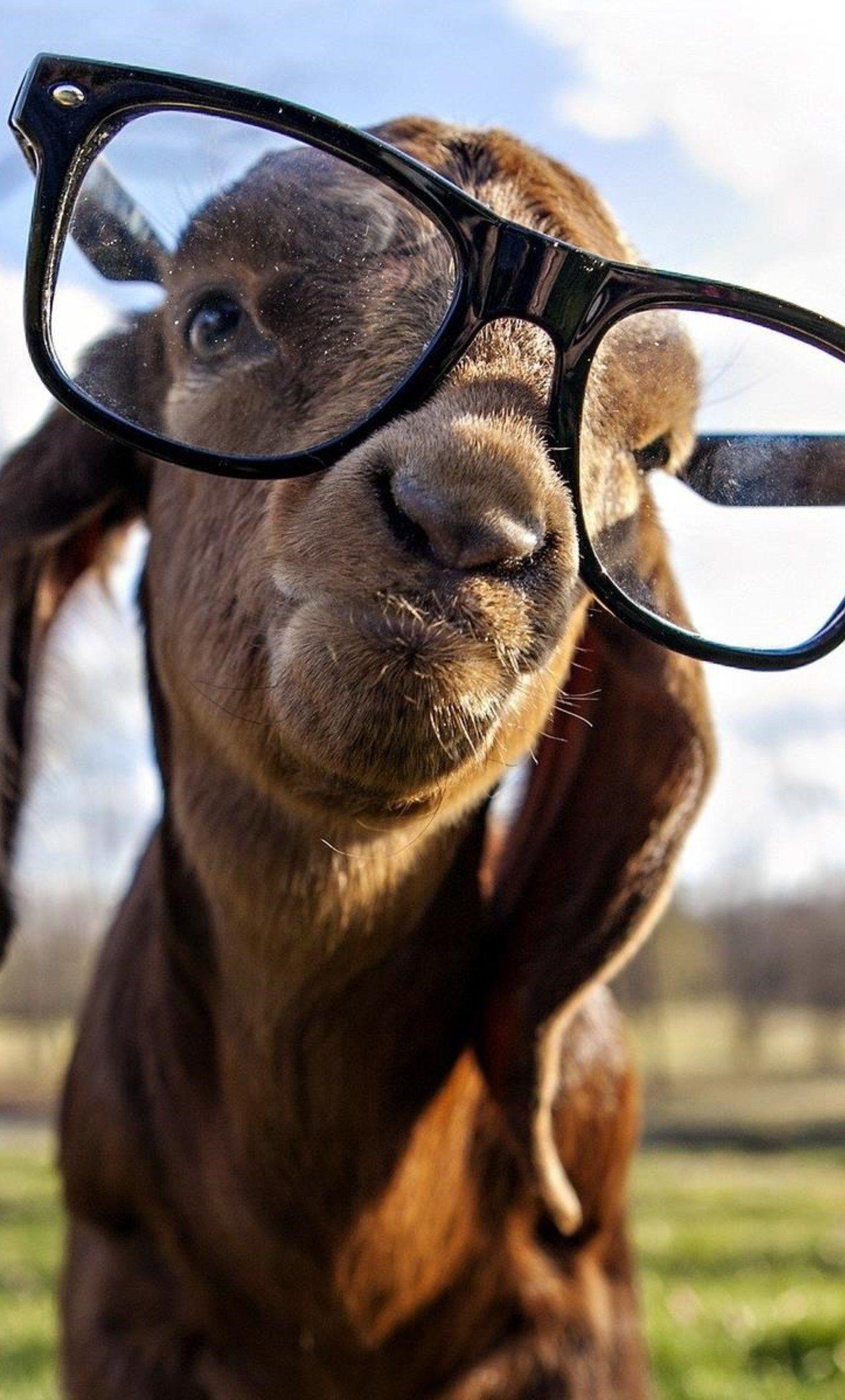 Animal Swag iPhone Wallpapers - Top Free Animal Swag iPhone Backgrounds ...