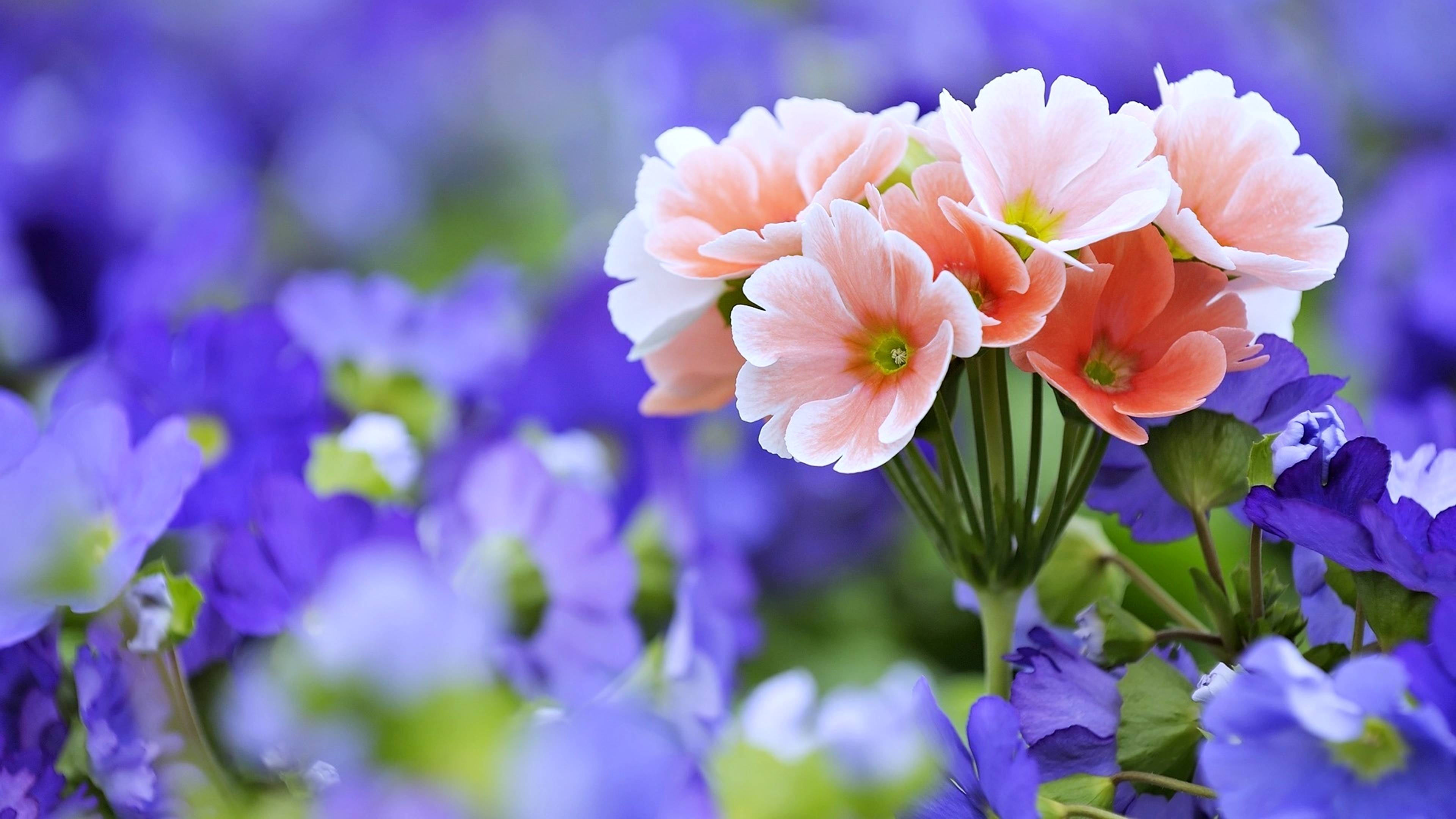 Flowers Nature Wallpapers - Top Free Flowers Nature Backgrounds ...
