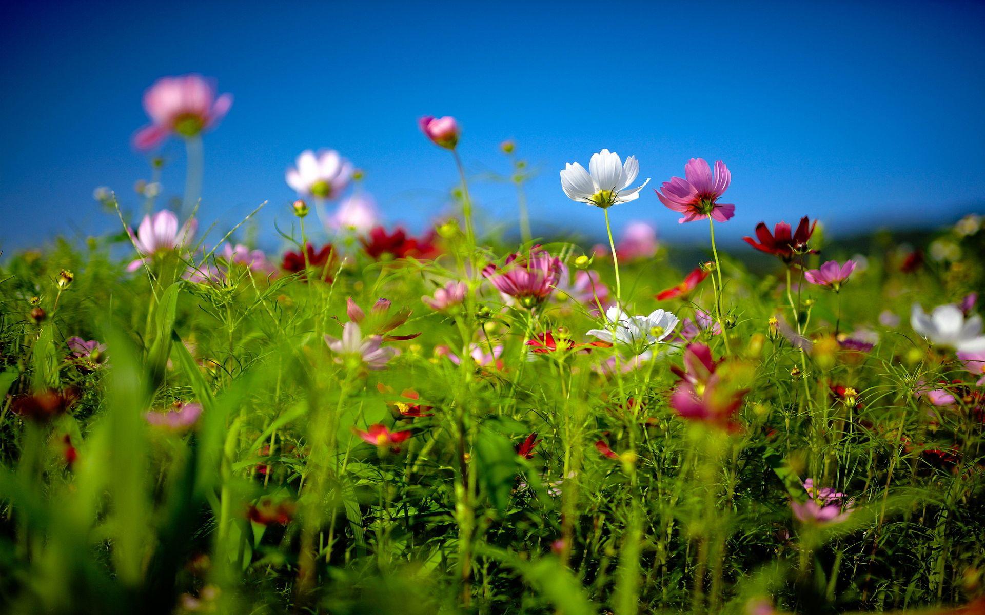 Flowers Nature Wallpapers - Top Free Flowers Nature Backgrounds ...