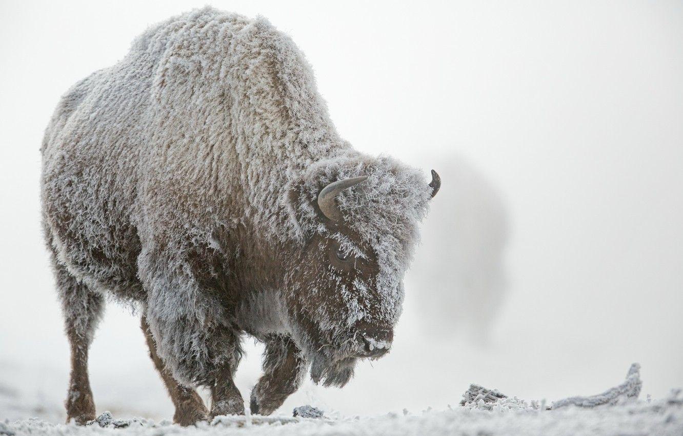 Yellowstone Winter Wallpapers - Top Free Yellowstone Winter Backgrounds ...