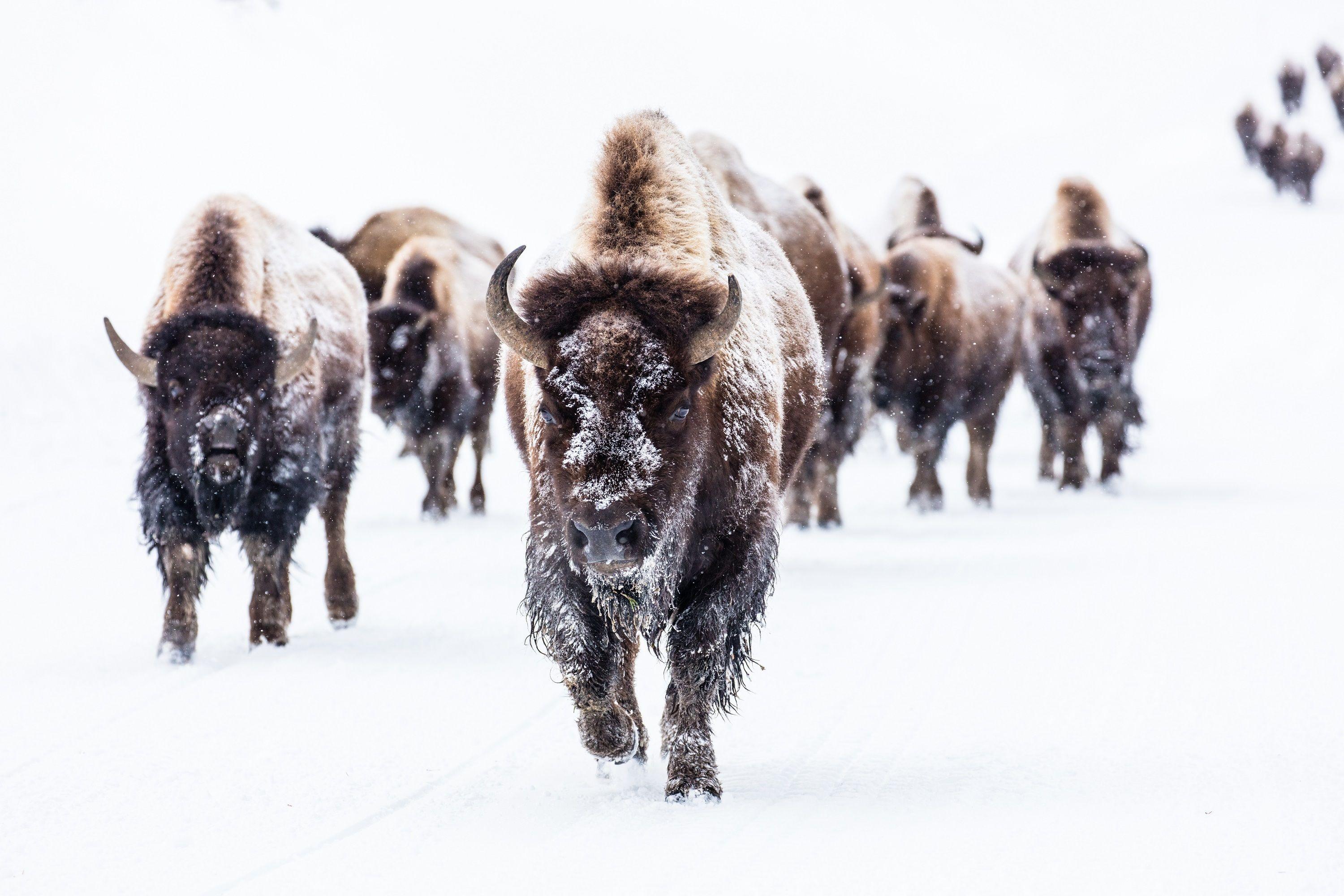 Winter Bison Wallpapers - Top Free Winter Bison Backgrounds ...