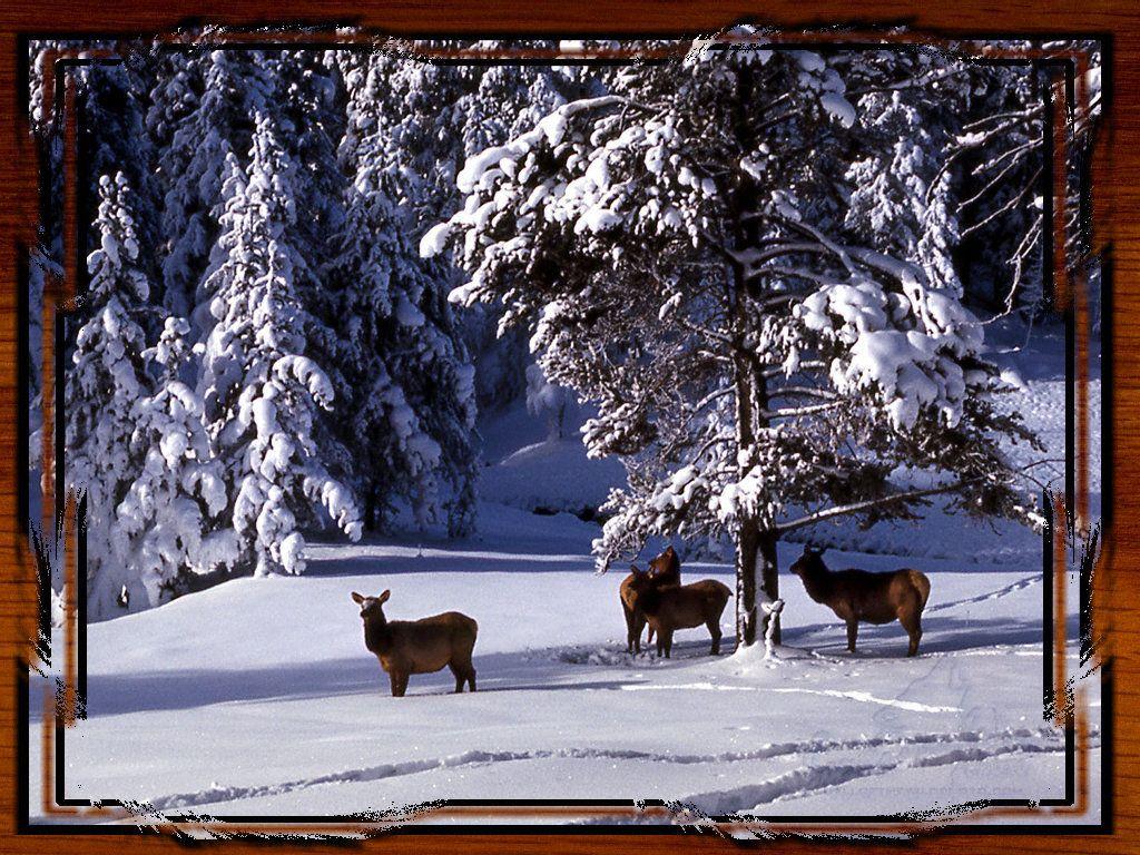 Yellowstone Winter Wallpapers - Top Free Yellowstone Winter Backgrounds ...