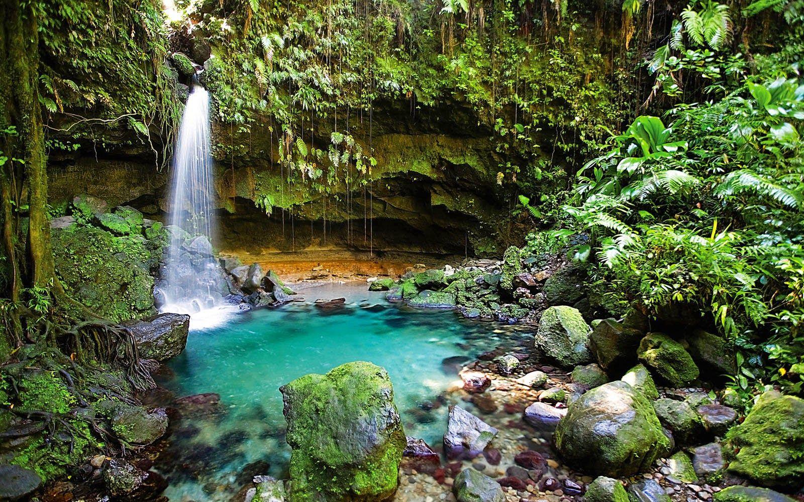 Rainforest Desktop Wallpapers - Top Free Rainforest Desktop Backgrounds ...