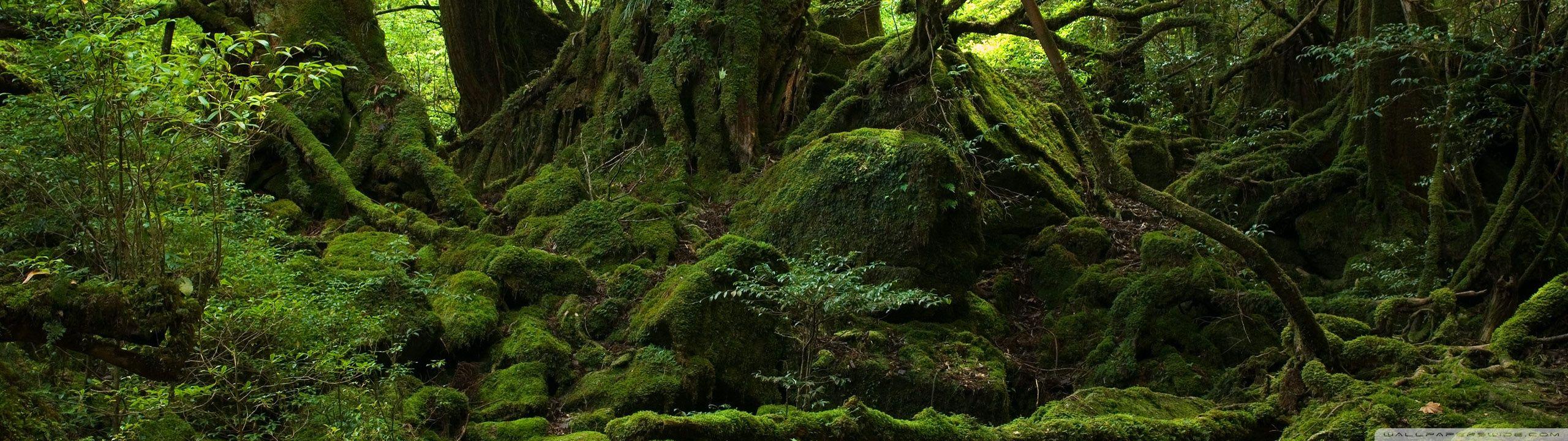 Rainforest HD Wallpapers - Top Free Rainforest HD Backgrounds ...