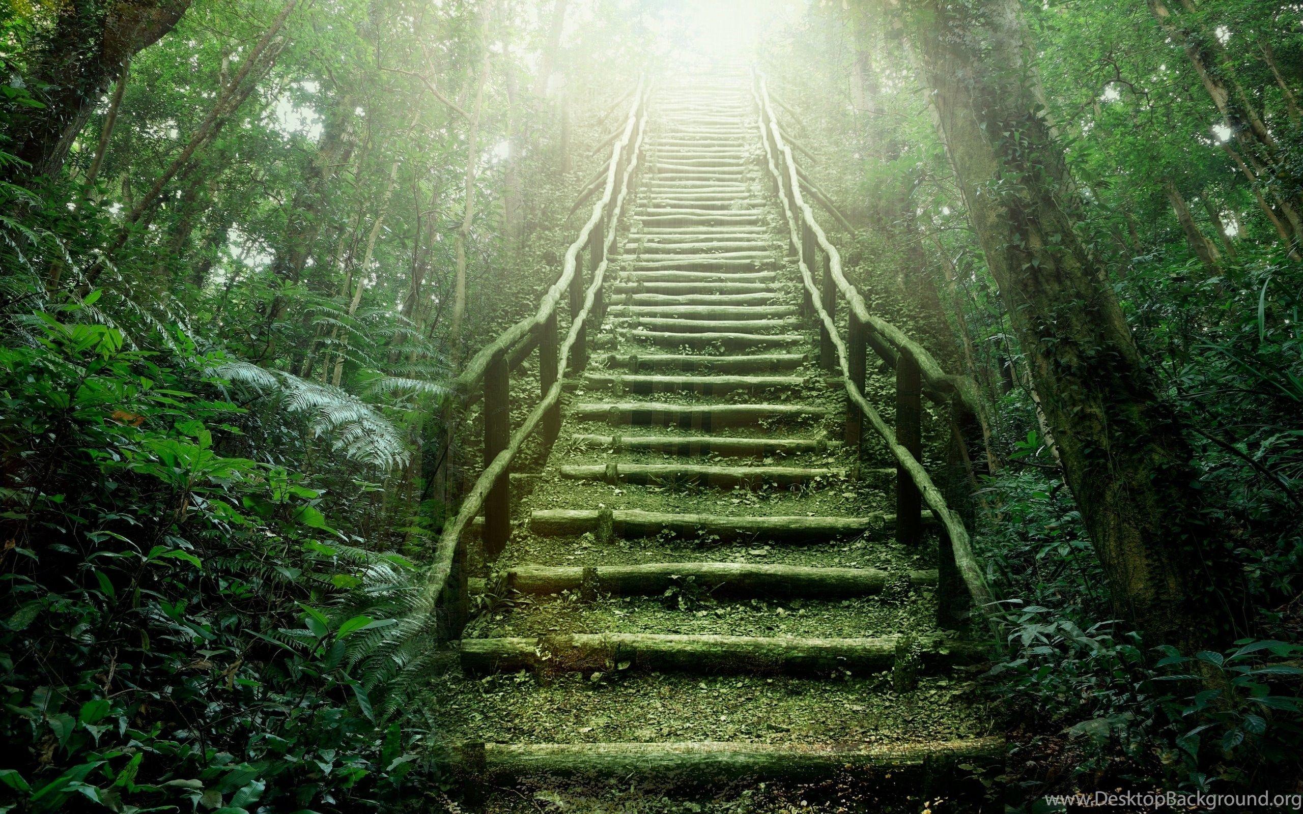 Rainforest Desktop Wallpapers - Top Free Rainforest Desktop Backgrounds ...