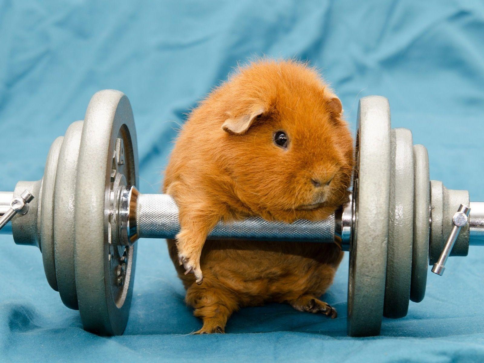 Dumb Wallpapers - Top Free Dumb Backgrounds - WallpaperAccess