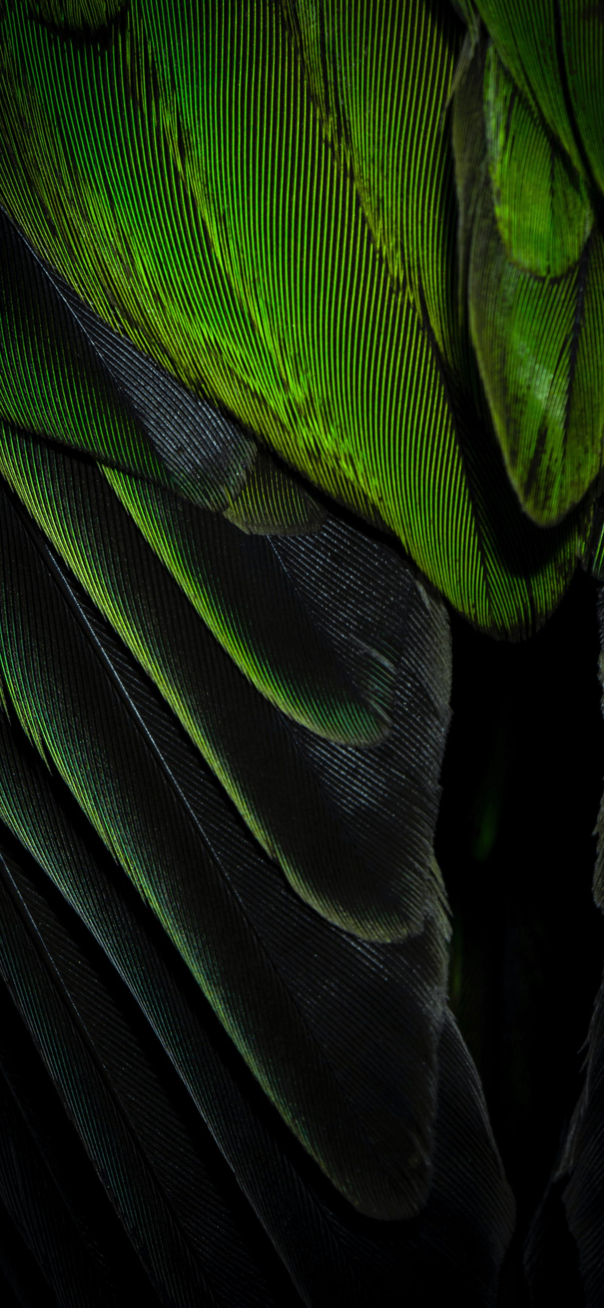 Feather iPhone Wallpapers - Top Free Feather iPhone Backgrounds ...