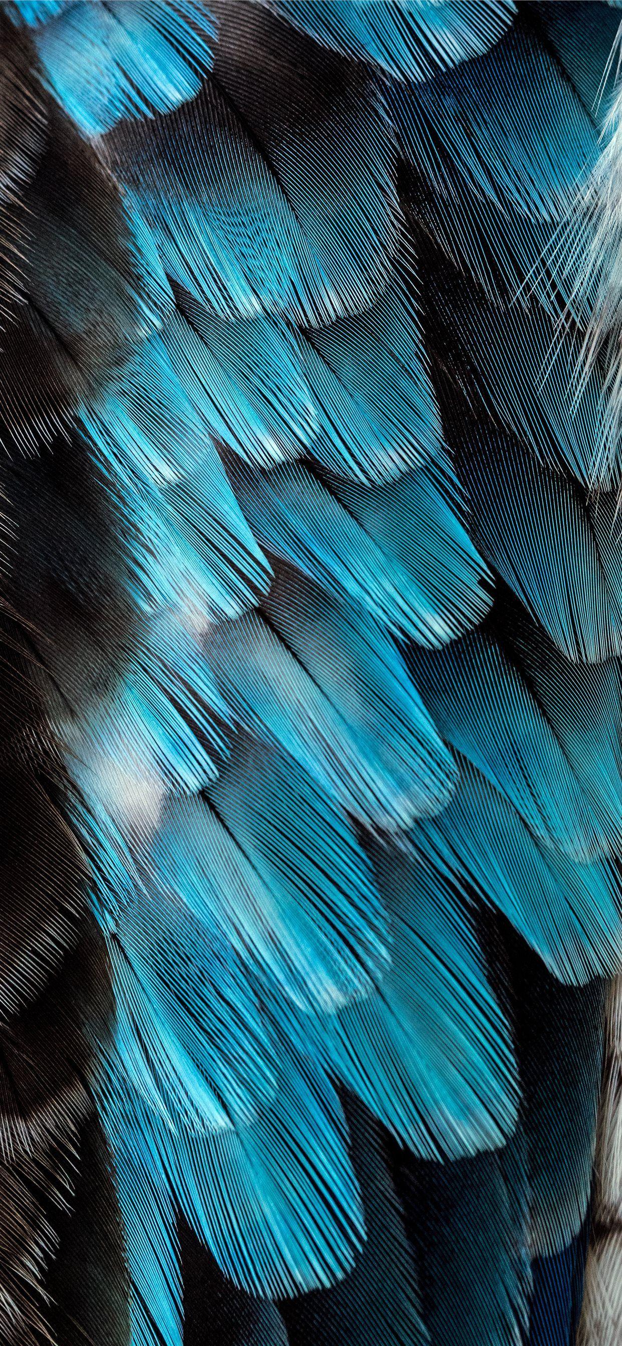 Feather iPhone Wallpapers - Top Free Feather iPhone Backgrounds ...