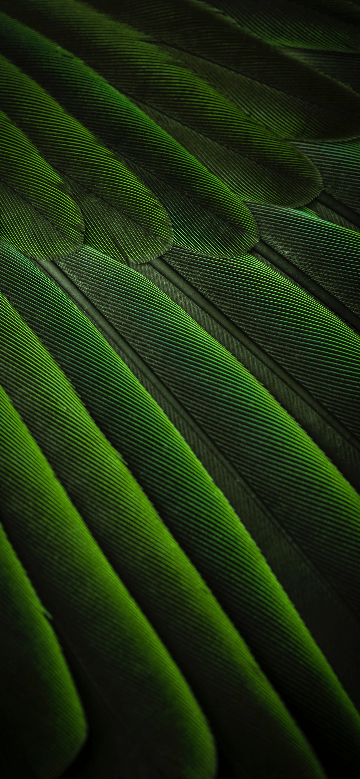 Feather iPhone Wallpapers - Top Free Feather iPhone Backgrounds ...