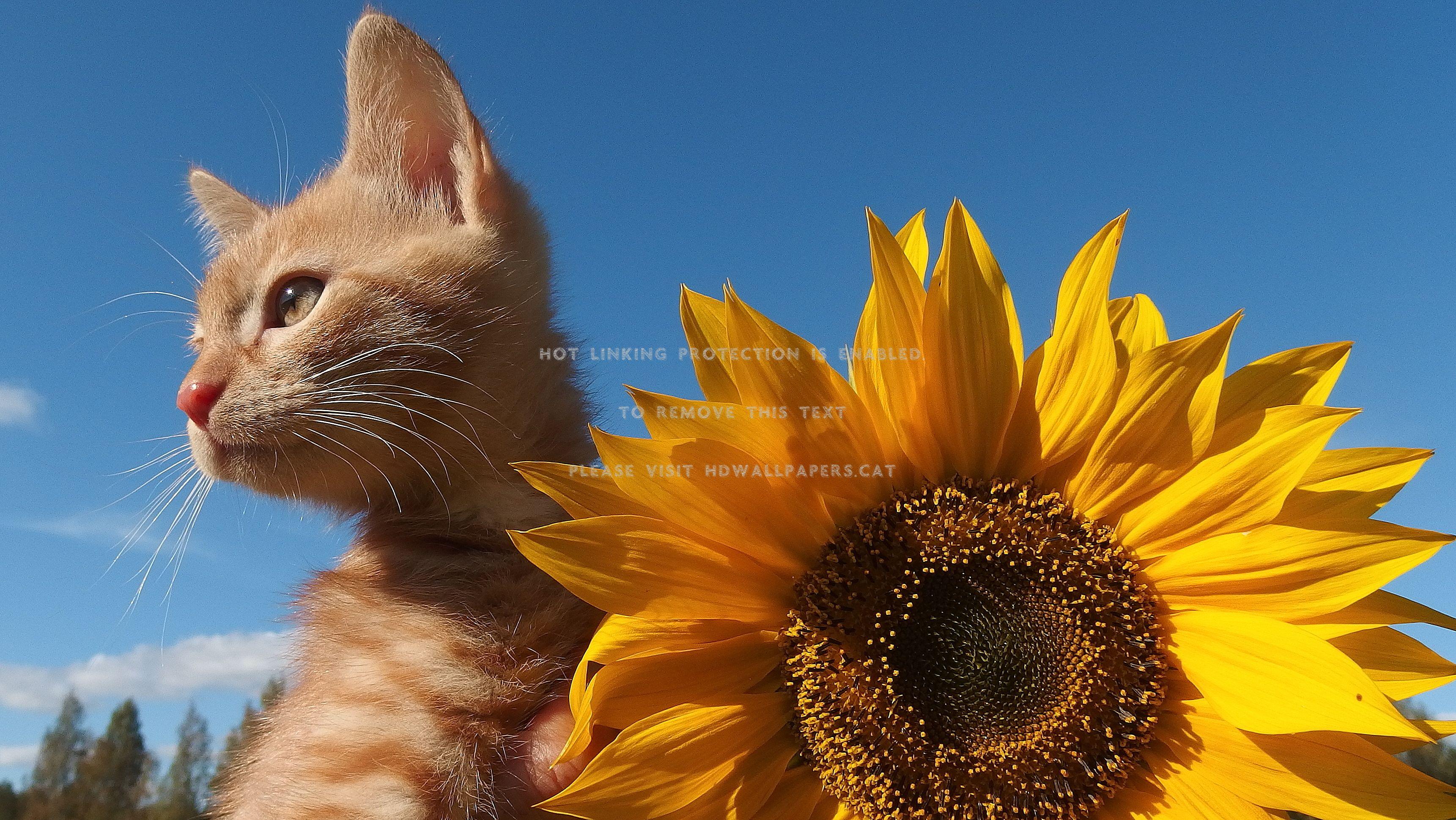 Summer Cat Wallpapers - Top Free Summer Cat Backgrounds - WallpaperAccess