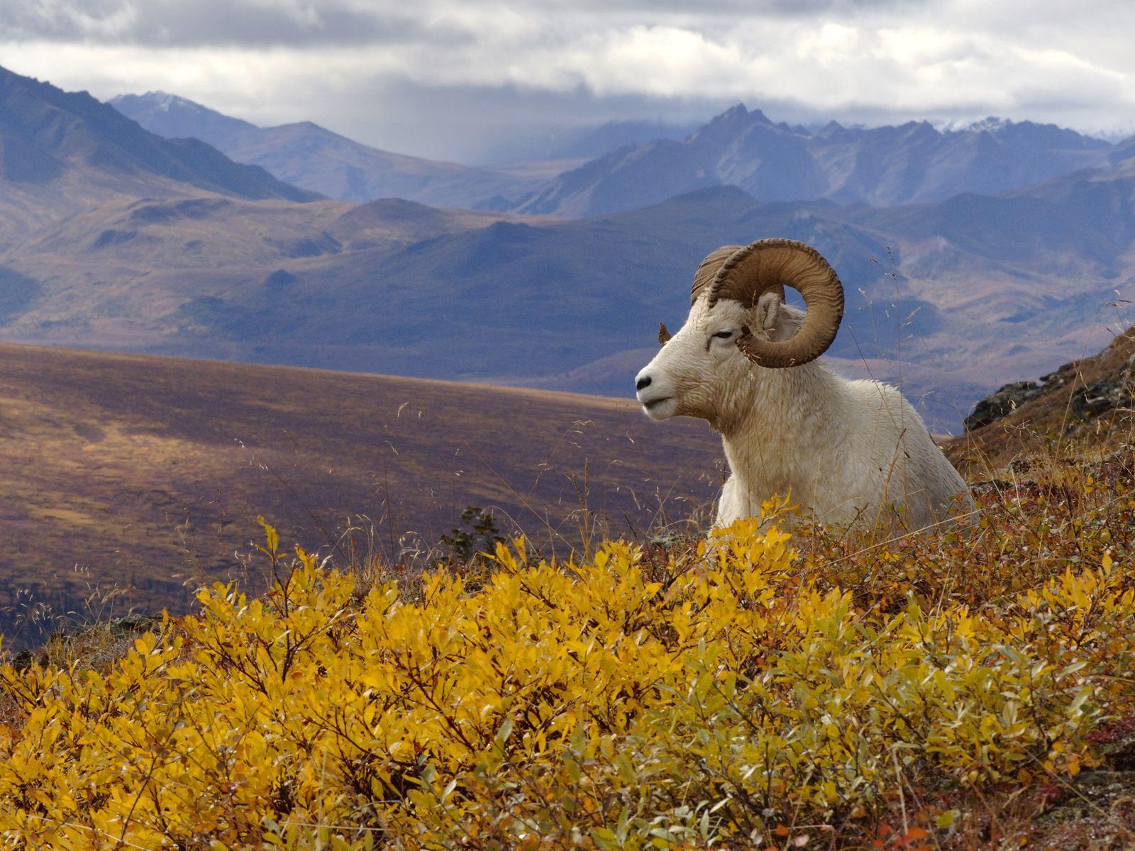Denali Wallpapers - Top Free Denali Backgrounds - WallpaperAccess