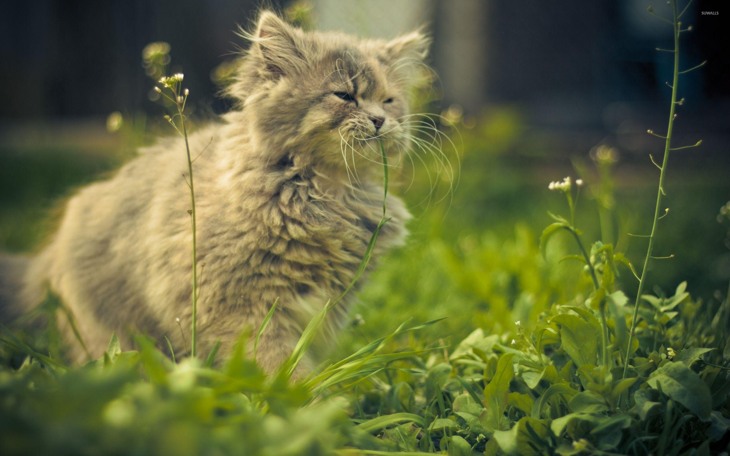 Summer Cat Wallpapers - Top Free Summer Cat Backgrounds - WallpaperAccess