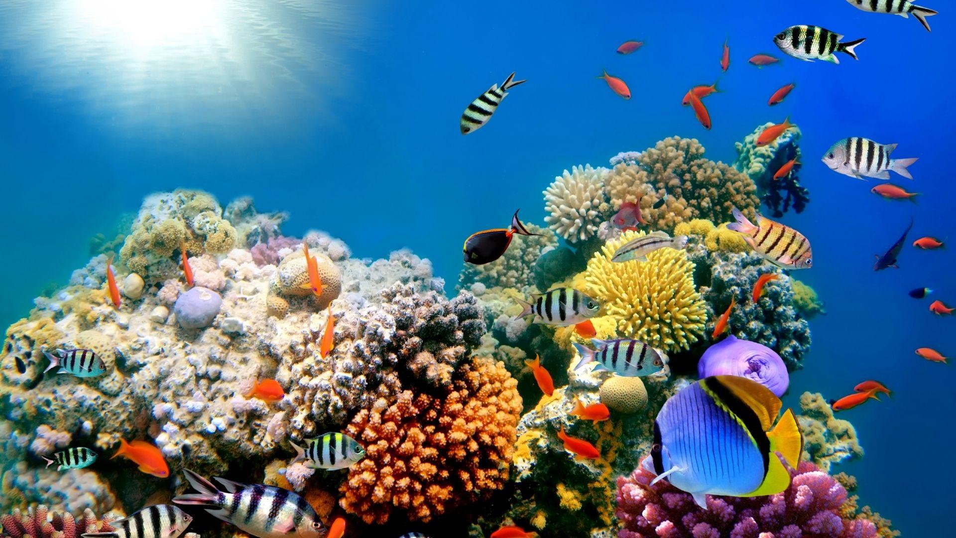 Underwater Desktop Wallpapers - Top Free Underwater Desktop Backgrounds ...