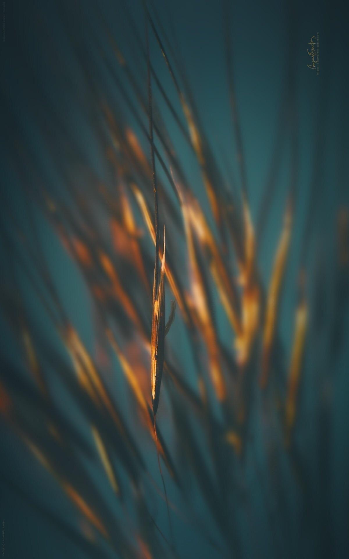 Alive Wallpapers - Top Free Alive Backgrounds - WallpaperAccess