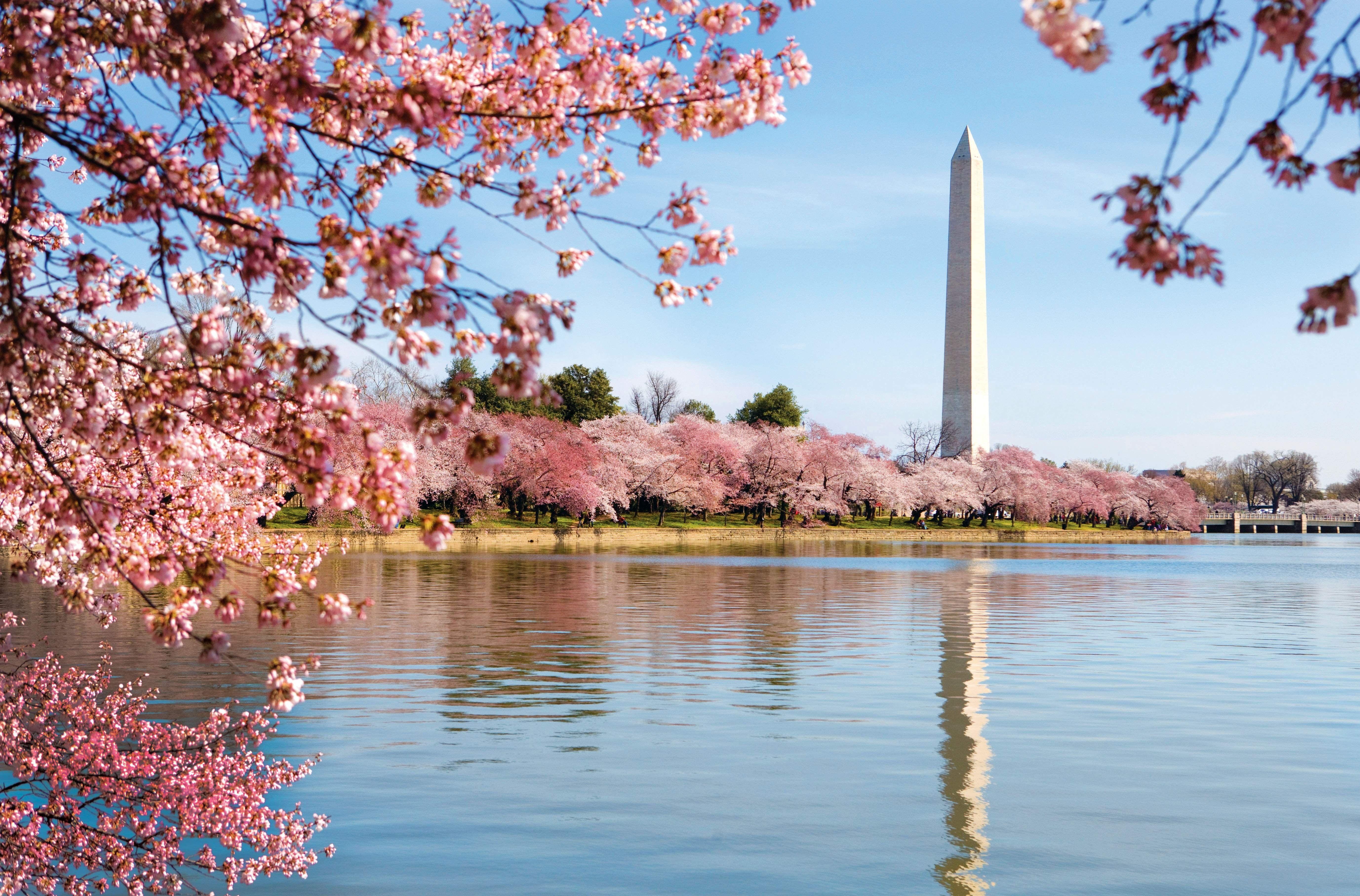 DC Cherry Blossom Desktop Wallpapers - Top Free DC Cherry Blossom ...