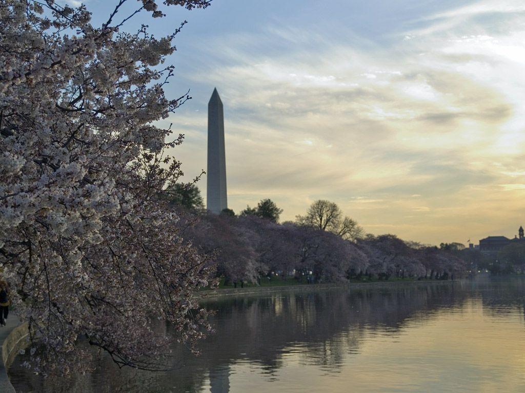 DC Cherry Blossom Desktop Wallpapers - Top Free DC Cherry Blossom ...