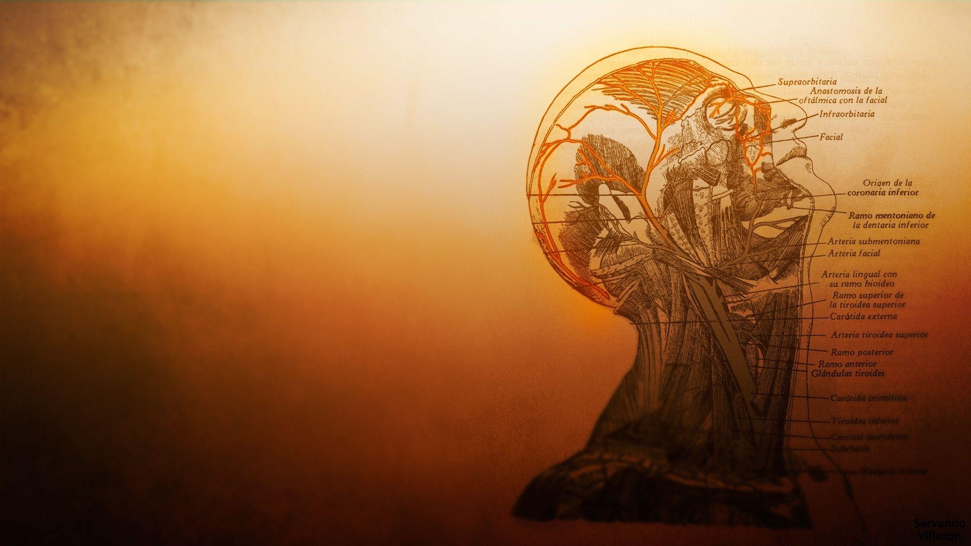 Biomedical Wallpapers - Top Free Biomedical Backgrounds - WallpaperAccess