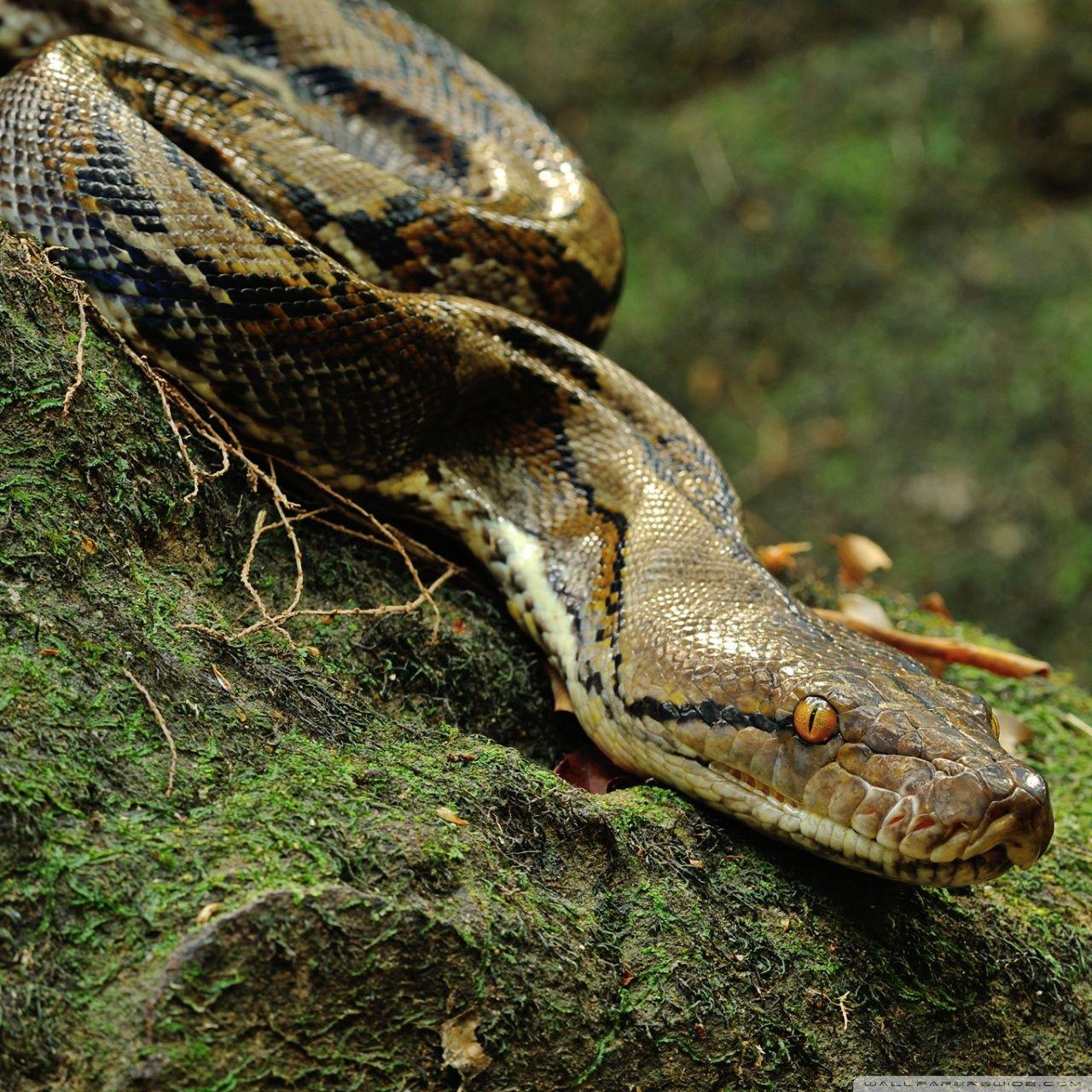 Burmese Python Wallpapers - Top Free Burmese Python Backgrounds ...