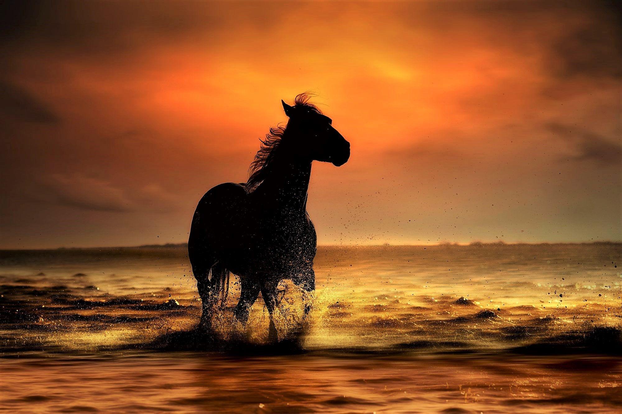 Horse Sunset Wallpapers - Top Free Horse Sunset Backgrounds ...