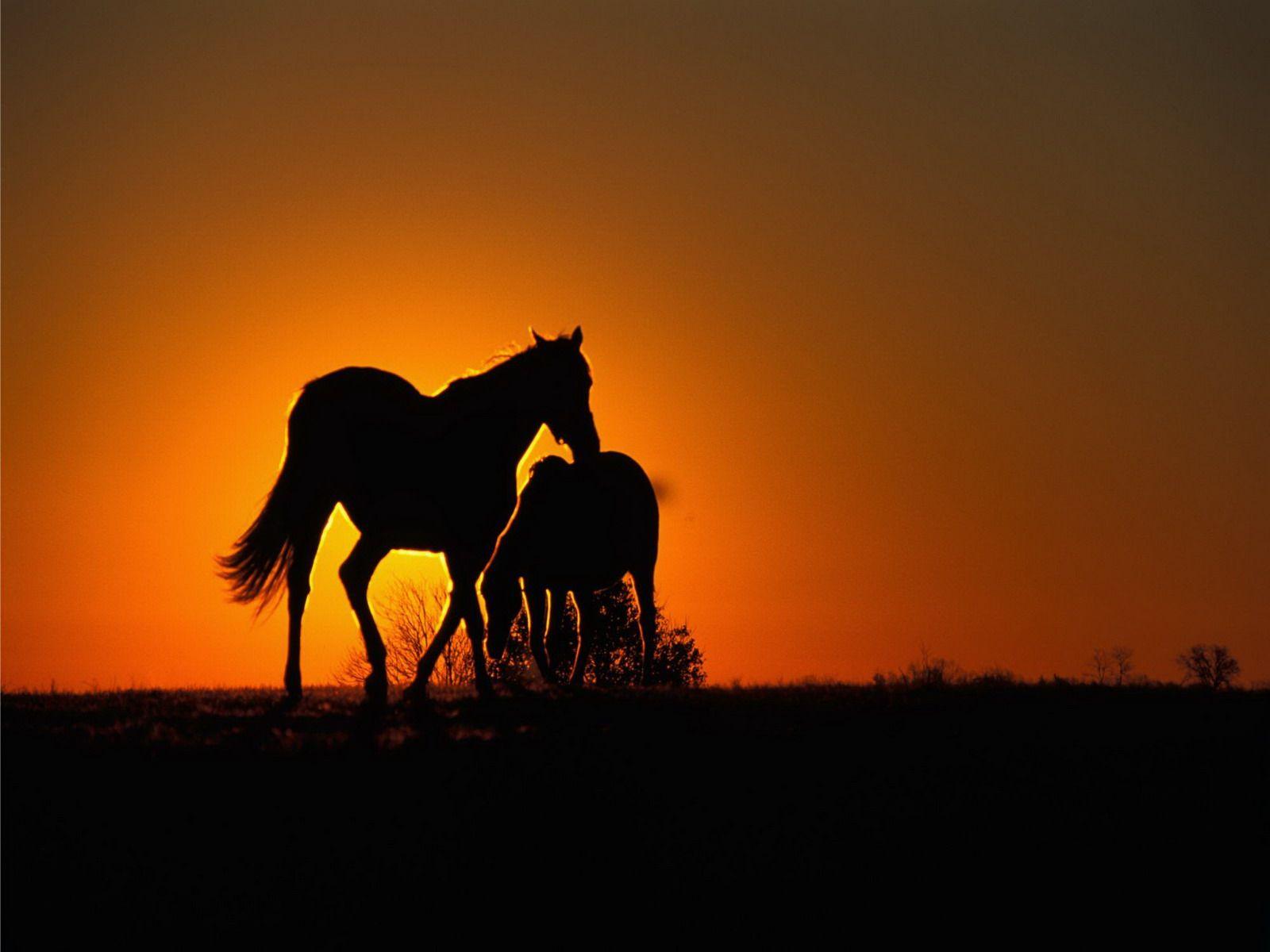 Horse Sunset Wallpapers - Top Free Horse Sunset Backgrounds ...