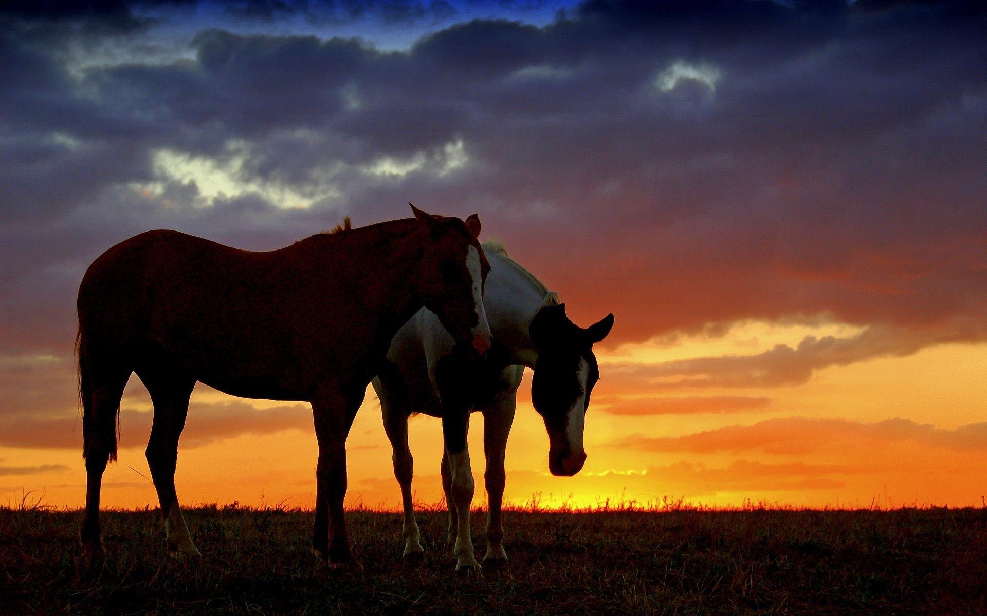 Horse Sunset Wallpapers - Top Free Horse Sunset Backgrounds ...