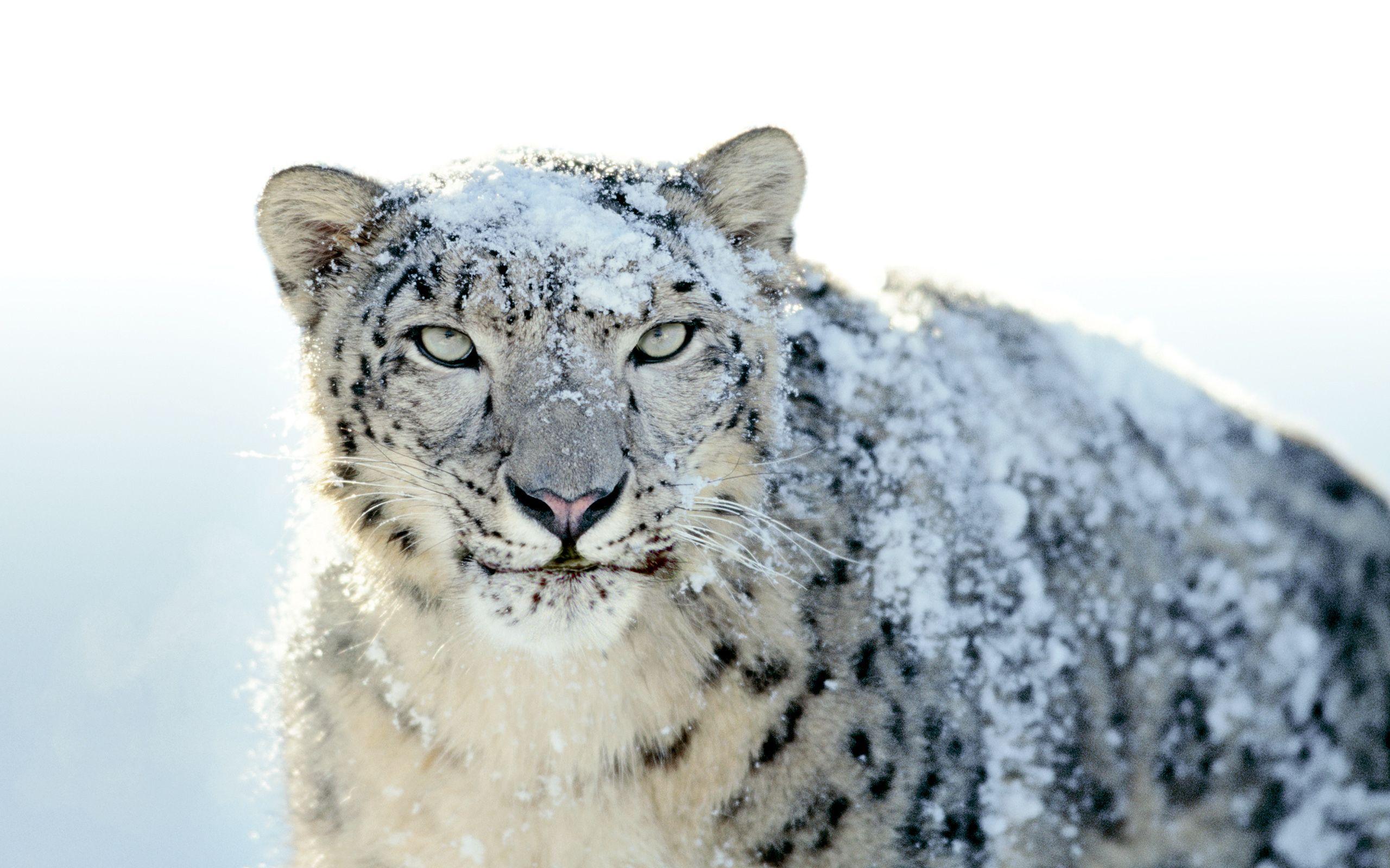 Wild Animals in Snow Wallpapers - Top Free Wild Animals in Snow ...
