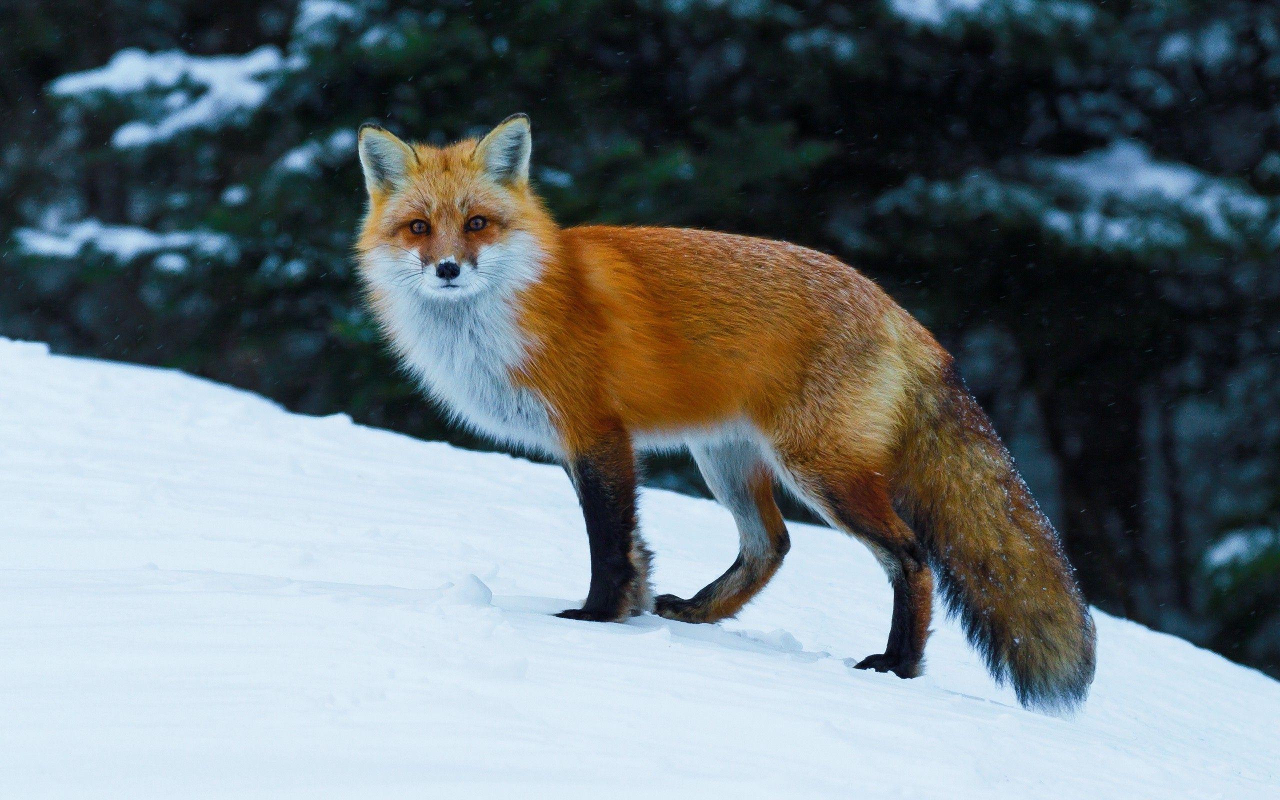 Fox Animal HD Wallpapers - Top Free Fox Animal HD Backgrounds ...