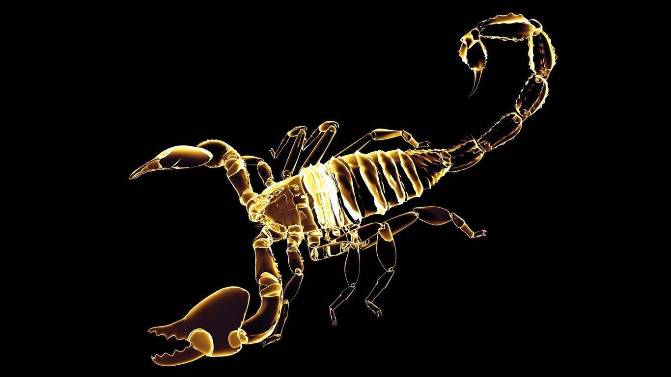 Cool Scorpion Wallpapers - Top Free Cool Scorpion Backgrounds ...