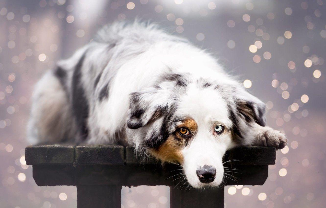 Shepherd Wallpapers - Top Free Shepherd Backgrounds - WallpaperAccess