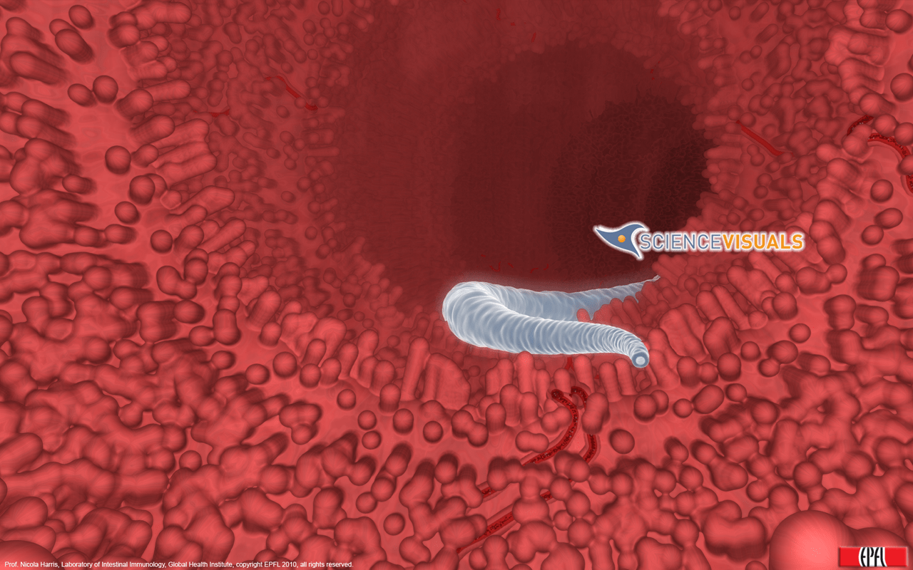 Immunology Wallpapers - Top Free Immunology Backgrounds - WallpaperAccess