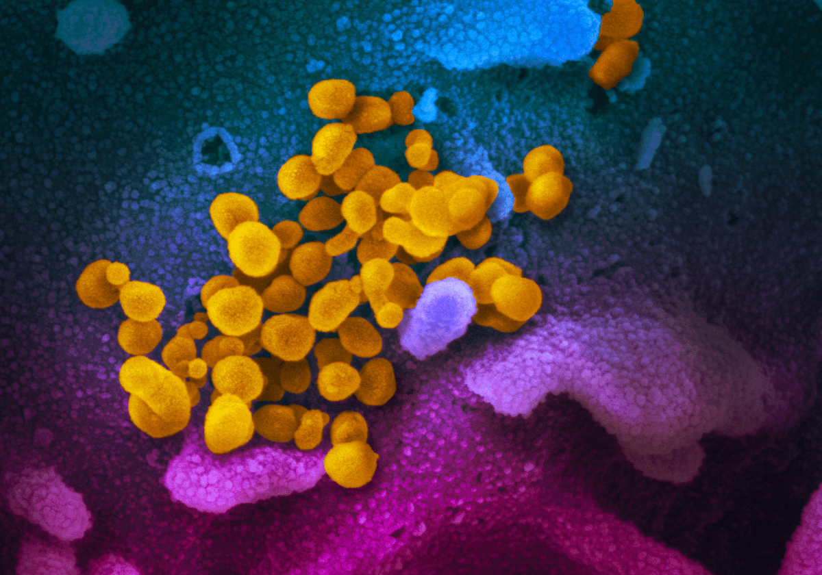 Immunology Wallpapers - Top Free Immunology Backgrounds - WallpaperAccess