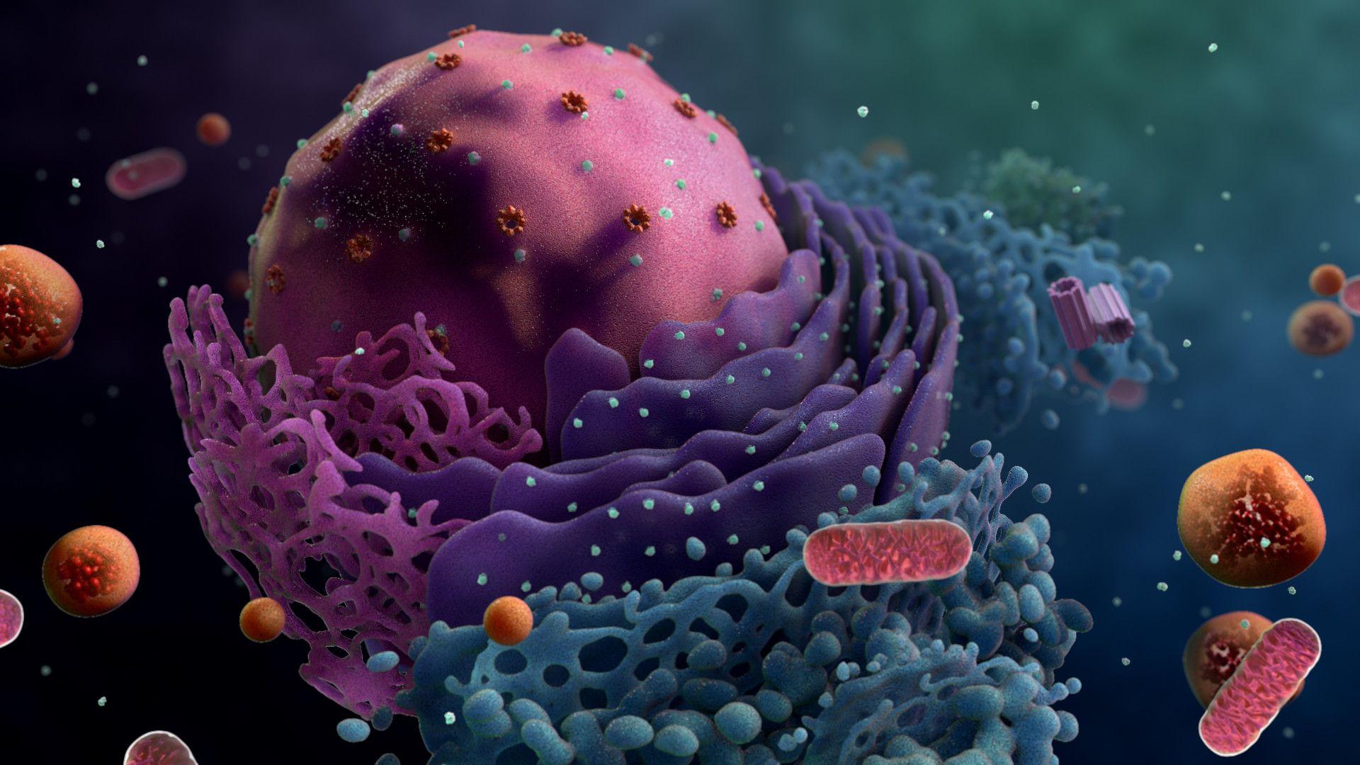 CHAPTER 2 CELL BIOLOGY AND ORGANISATION Teacher Tasha 