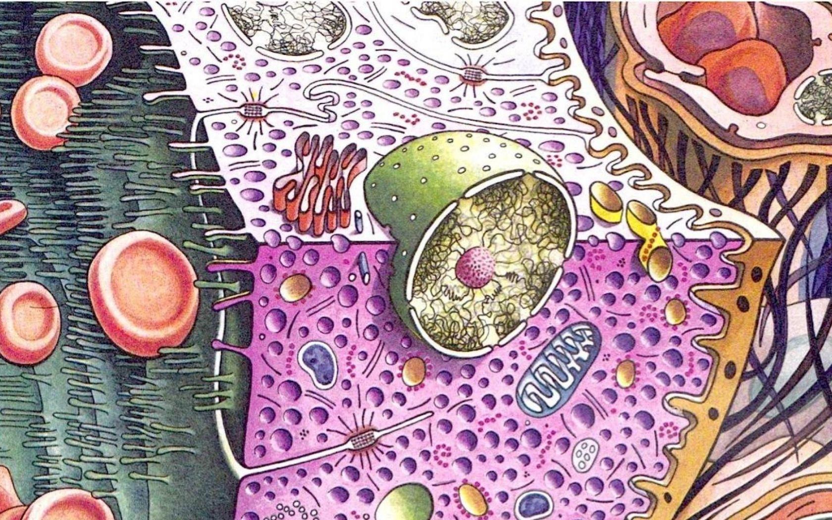 Cell Biology Wallpapers - Top Free Cell Biology Backgrounds ...