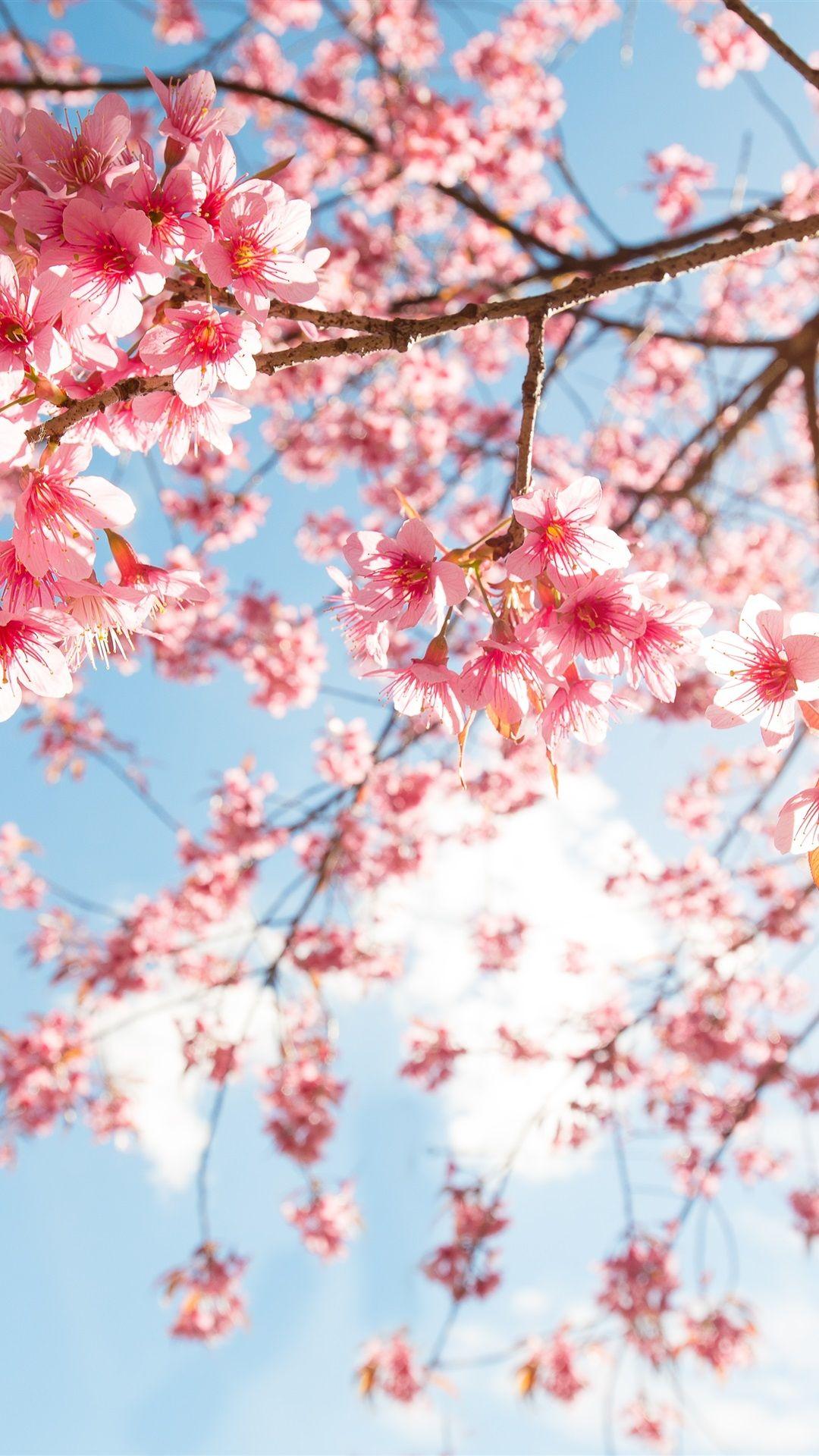 Sakura iPhone Wallpapers - Top Free Sakura iPhone Backgrounds ...